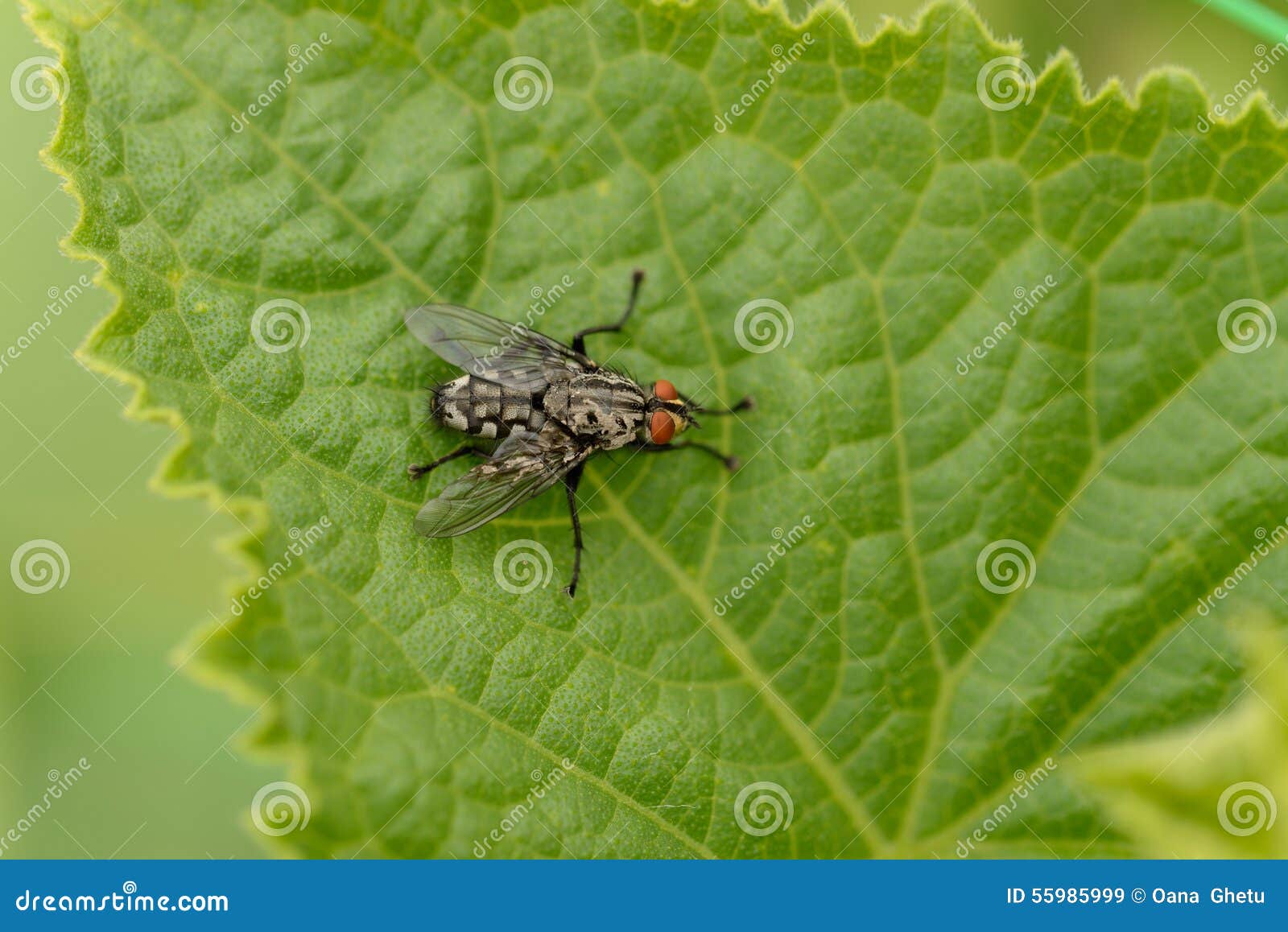 369 Streamlined Bodies Stock Photos - Free & Royalty-Free Stock Photos ...