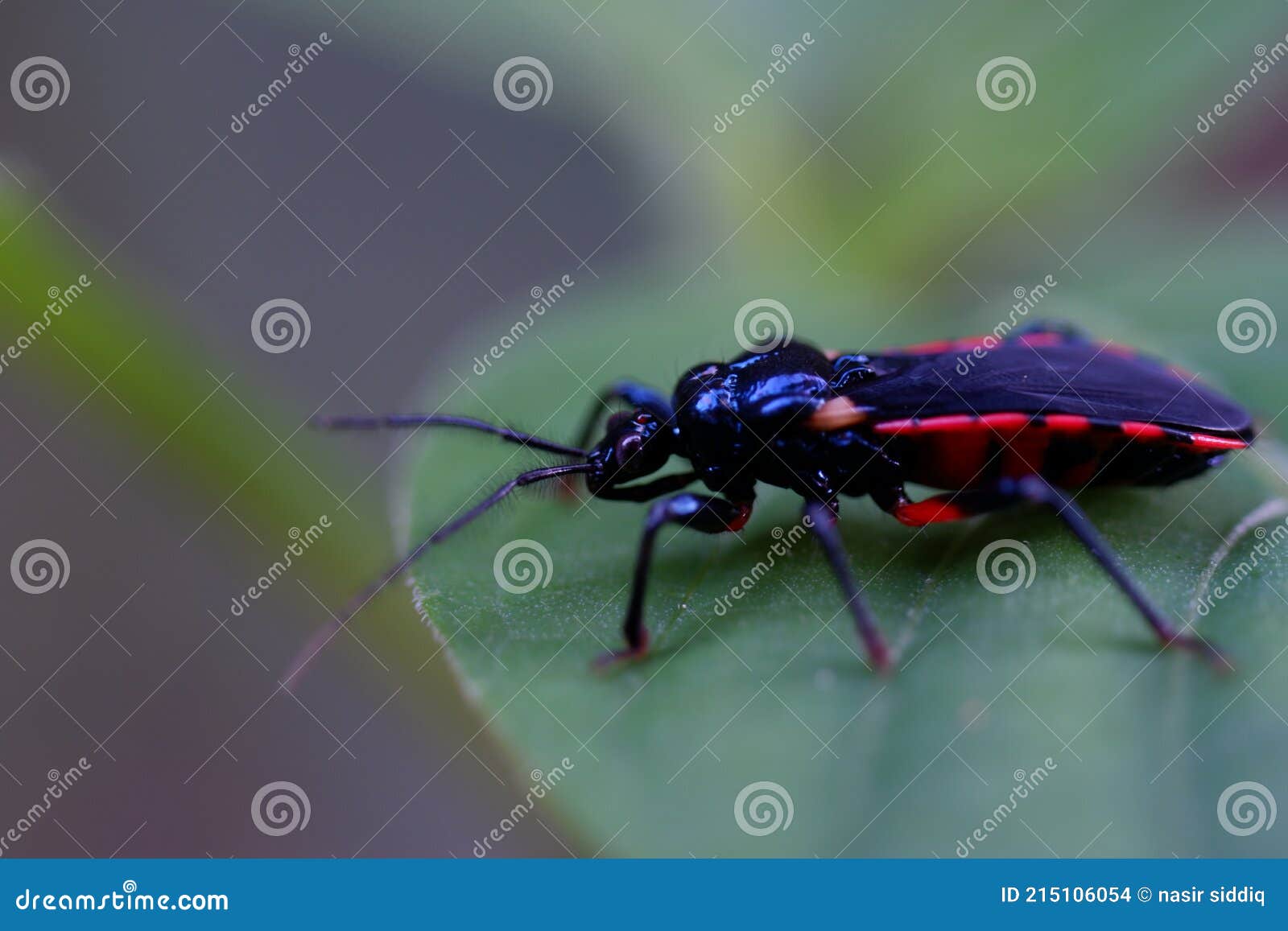 Flies? Ants? Bee Kh? Beetle? I Don T Even Know ðŸ˜… Stock Photo - Image ...