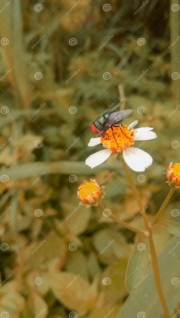 Flies in autumn flower stock photo. Image of nature - 240964602