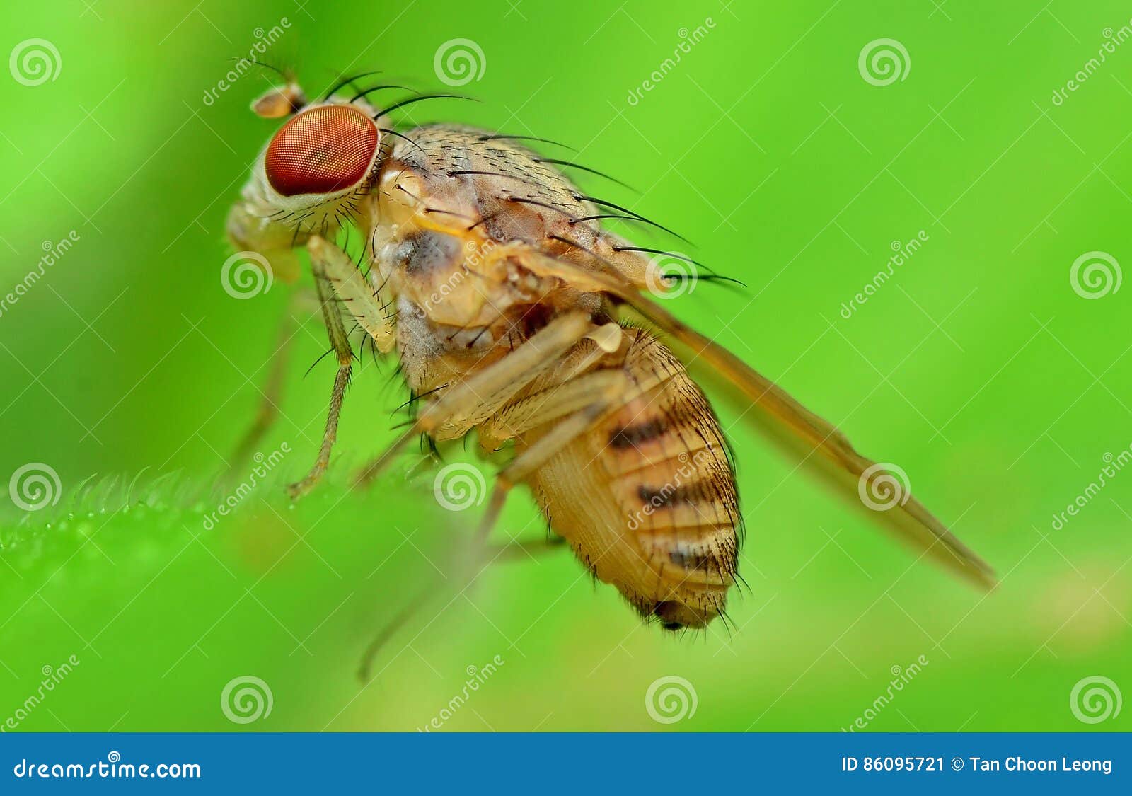 Flies stock image. Image of flies, green, golden, blow - 86095721