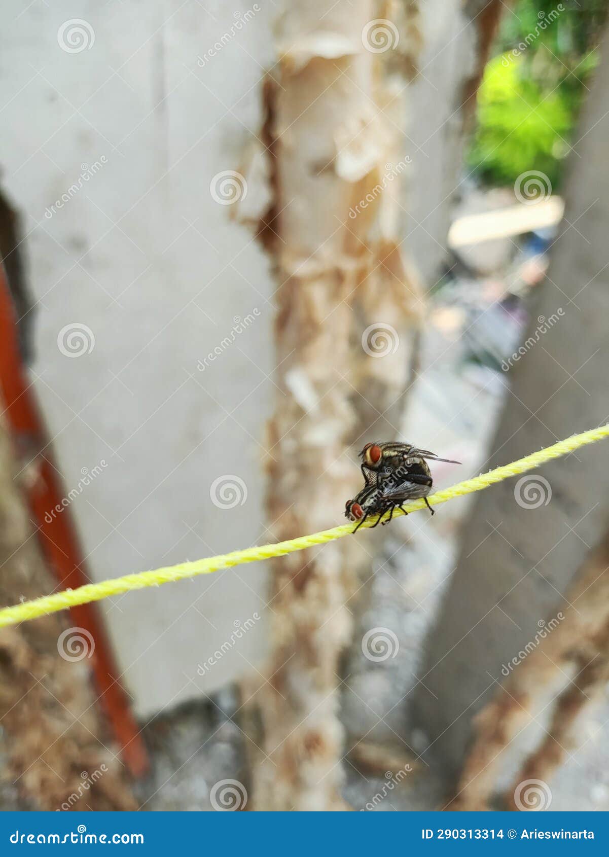 Flies breed in the rope stock photo. Image of wong, lalat - 290313314