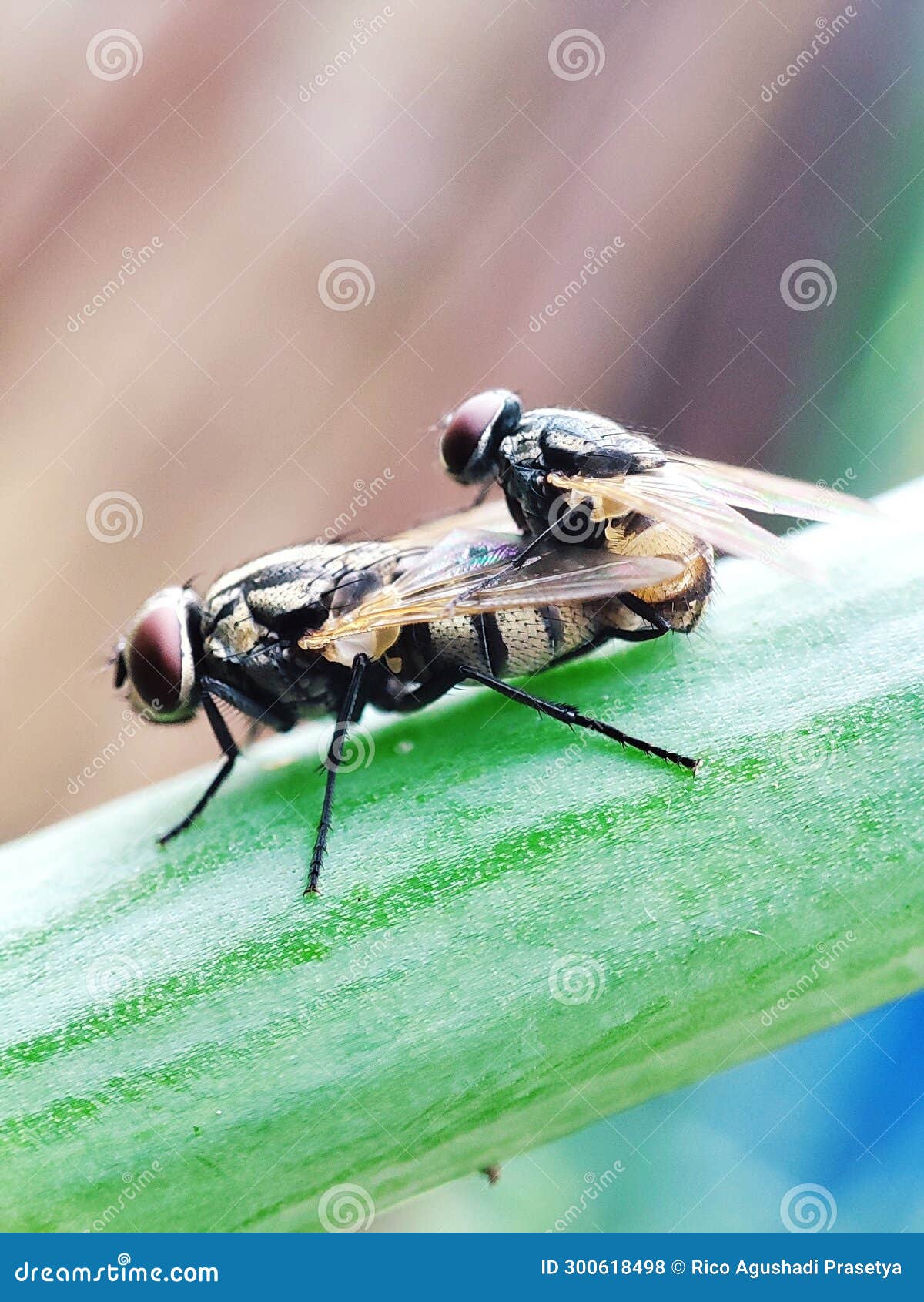 Flies that are Breeding on Green Tree Branches Stock Photo - Image of ...