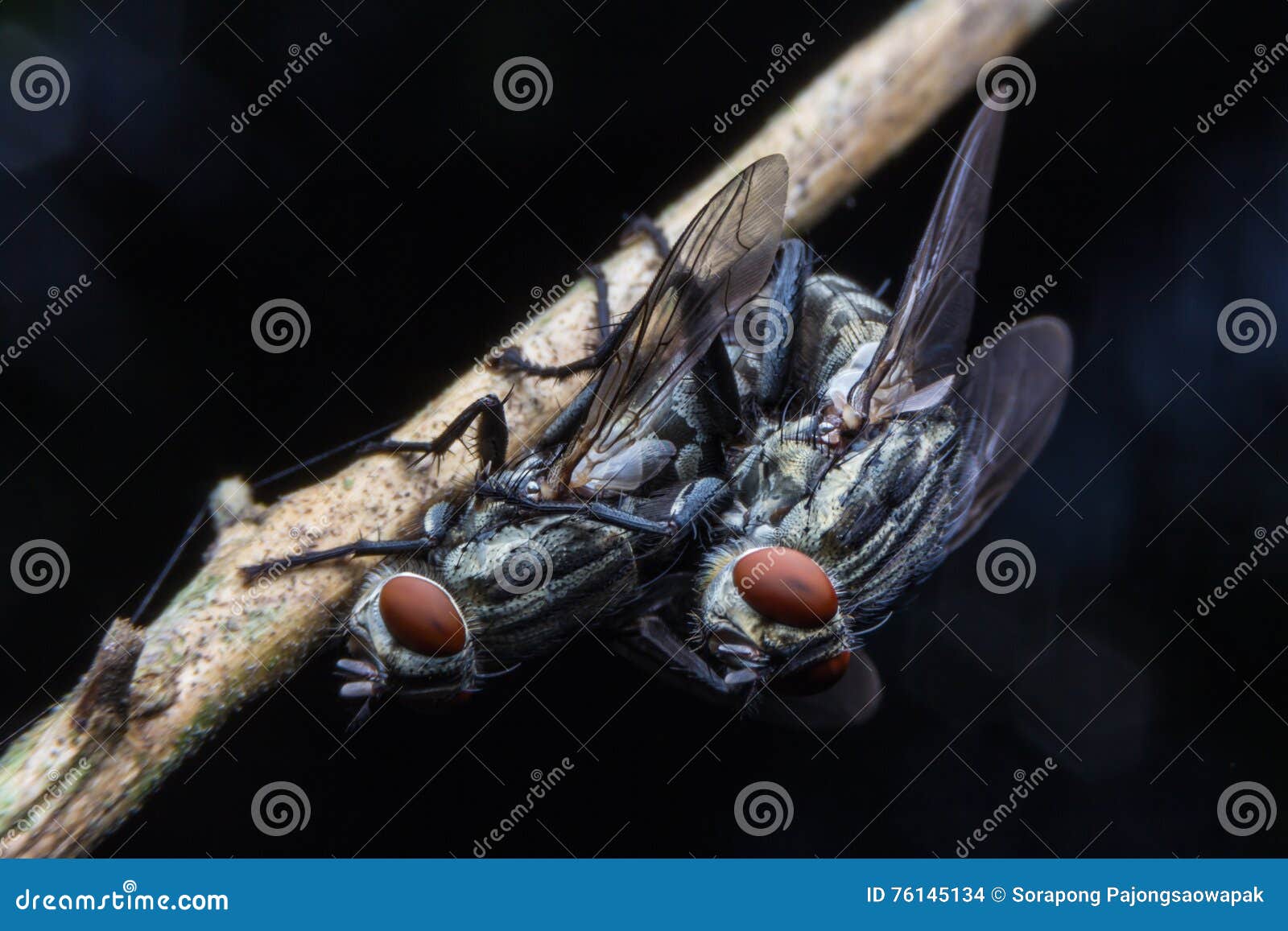 Flies breeding stock photo. Image of insect, gray, house - 76145134