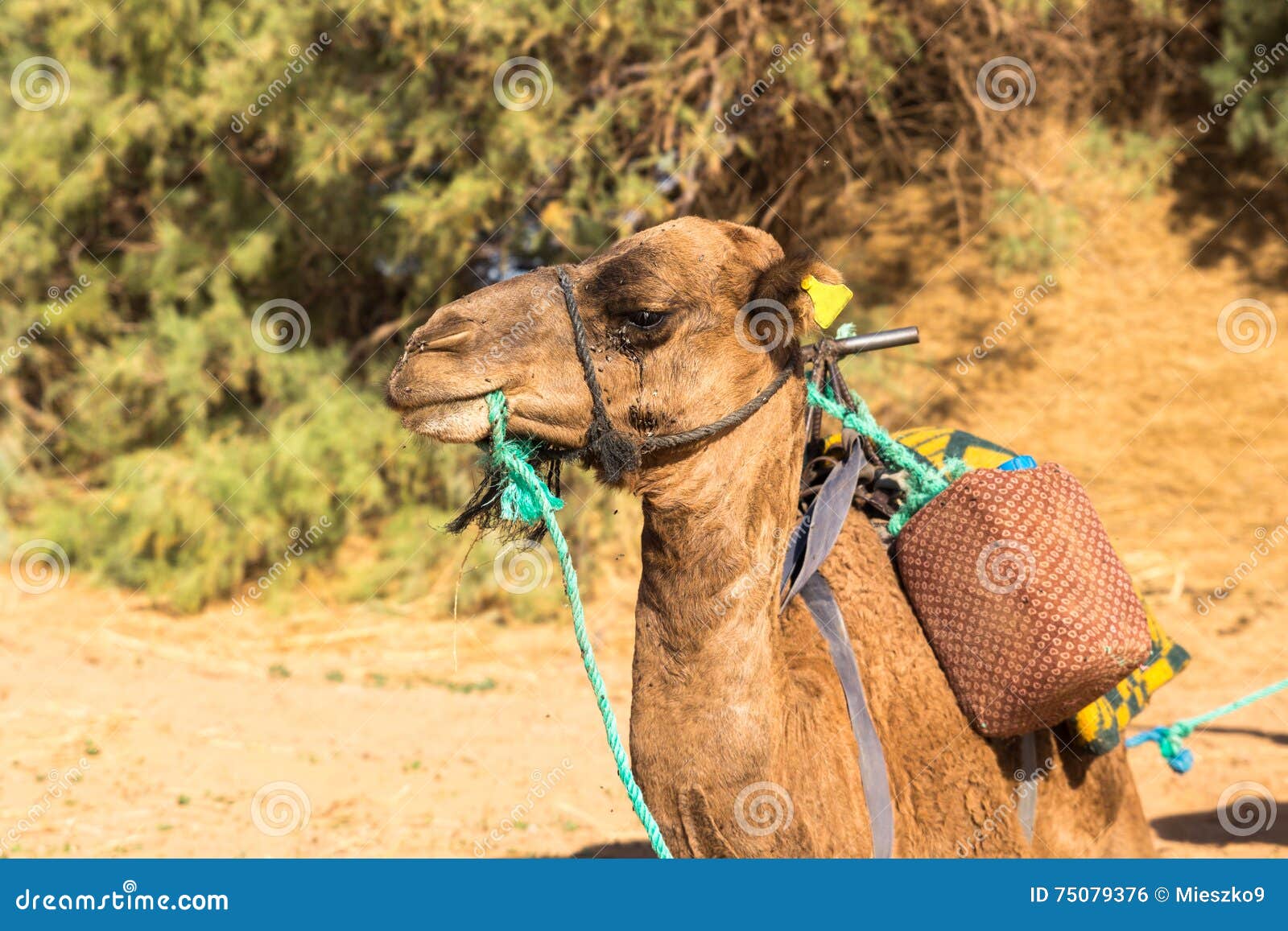 Flies on camel head stock photo. Image of morocco, face - 75079376
