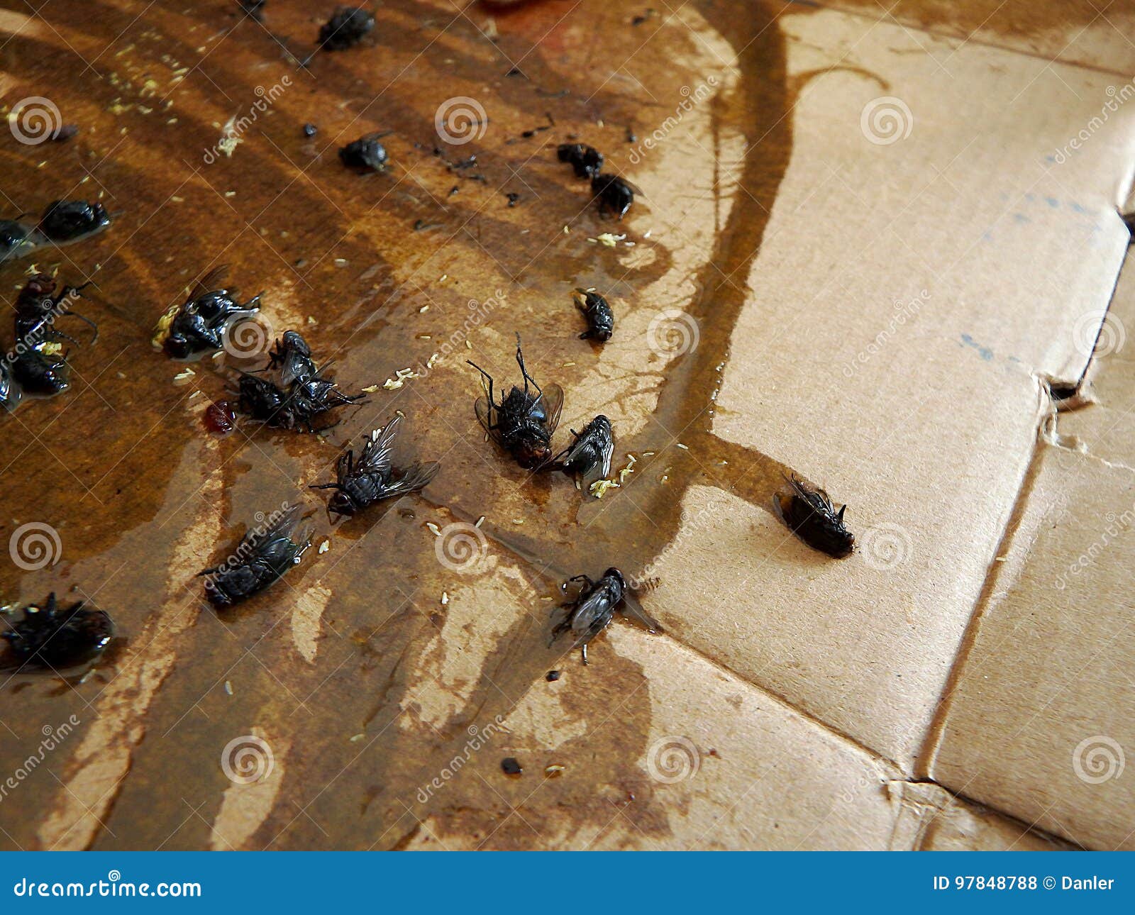 Flies Caught on Sticky Fly Paper Trap Stock Photo - Image of closeup ...