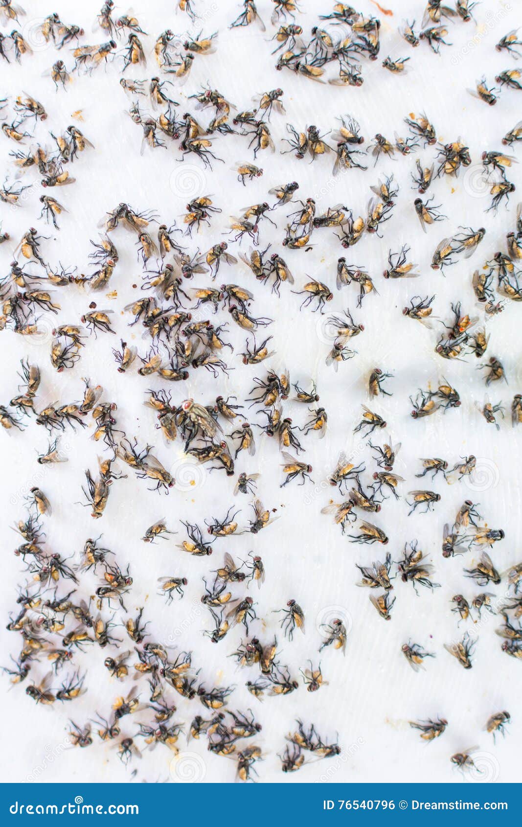 Flies Caught on Sticky Fly Paper Trap Colur White. Stock Photo - Image ...