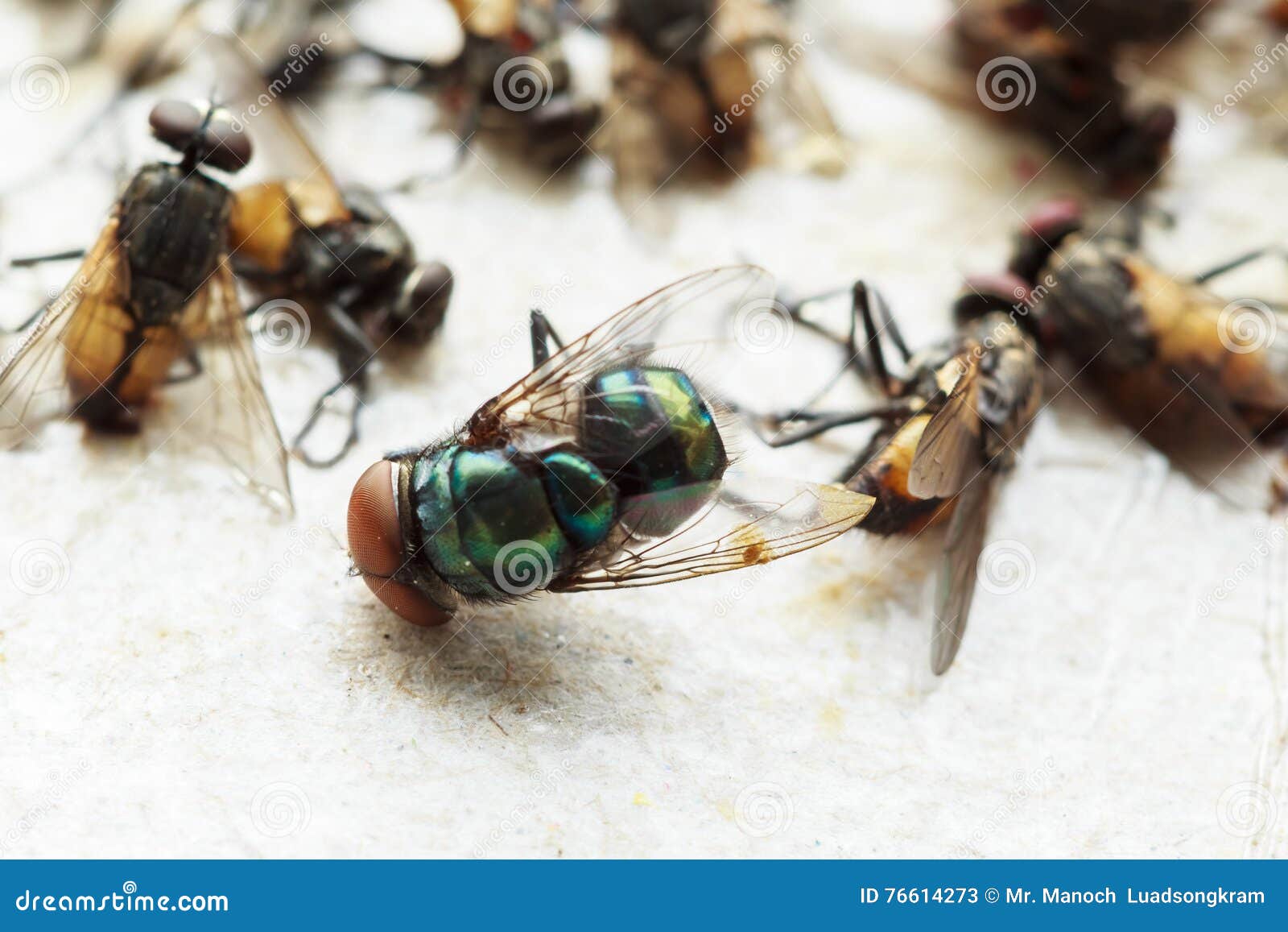 Flies Caught On Trap Royalty-Free Stock Photography | CartoonDealer.com ...