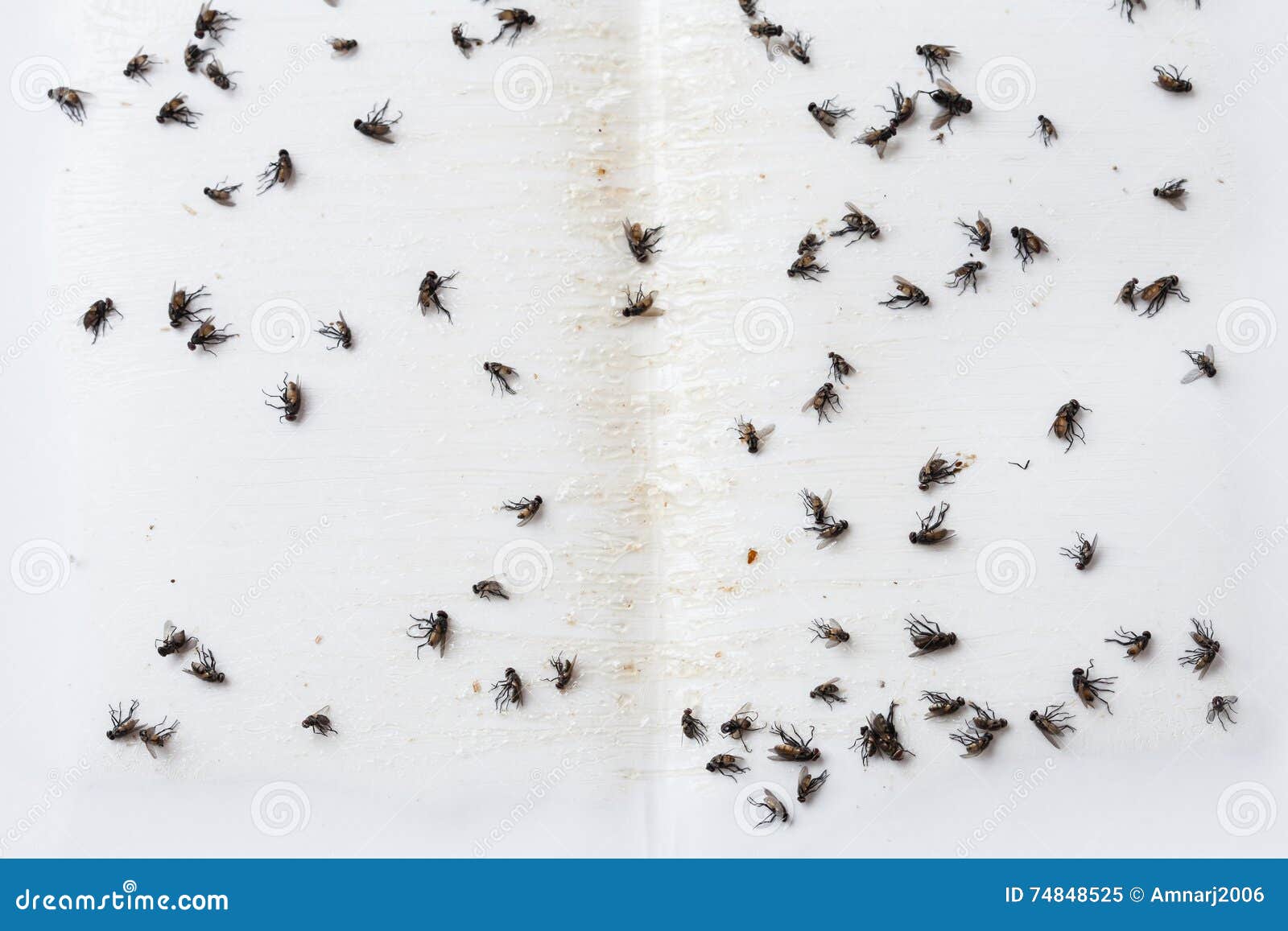 Flies Caught on Sticky Fly Paper Trap Stock Image - Image of closeup ...