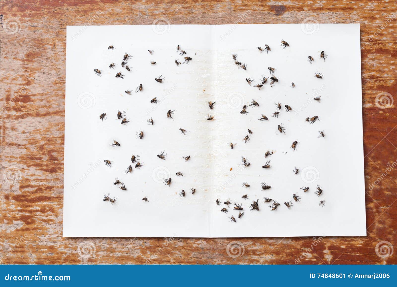 Flies Caught On Trap Royalty-Free Stock Photography | CartoonDealer.com ...