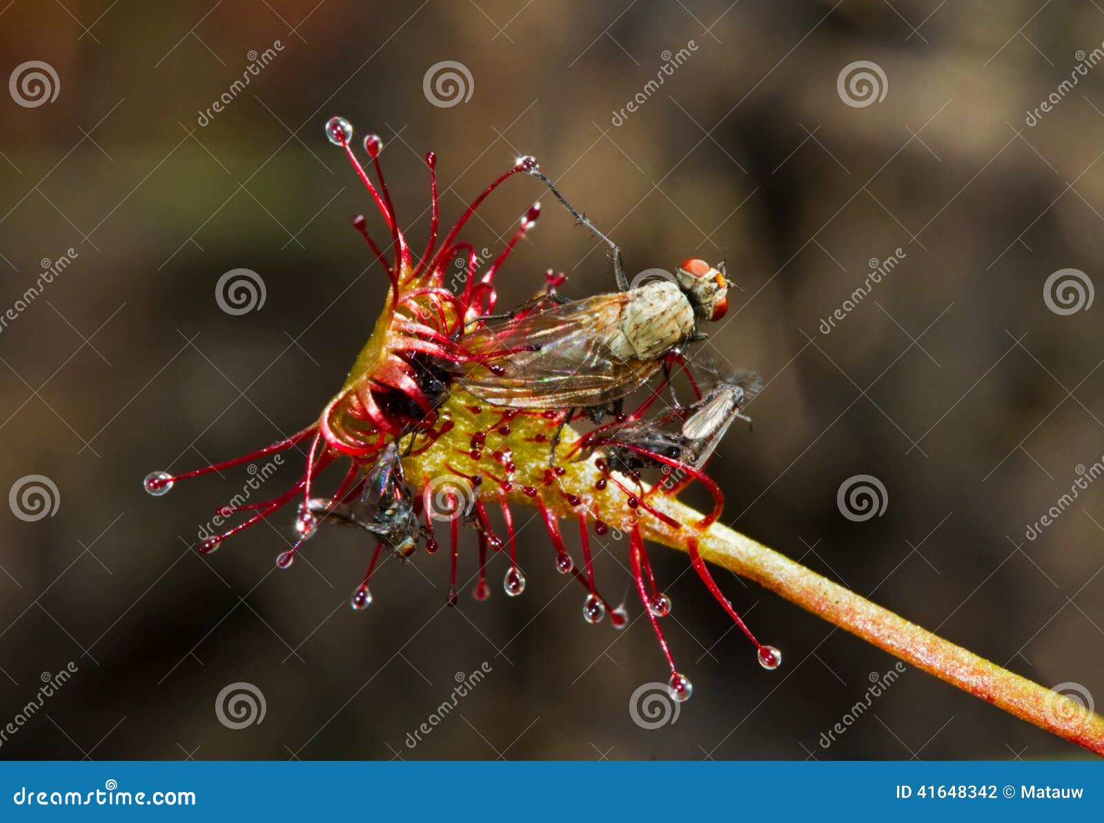 Flies caught by Sundew stock photo. Image of caught, insect - 41648342