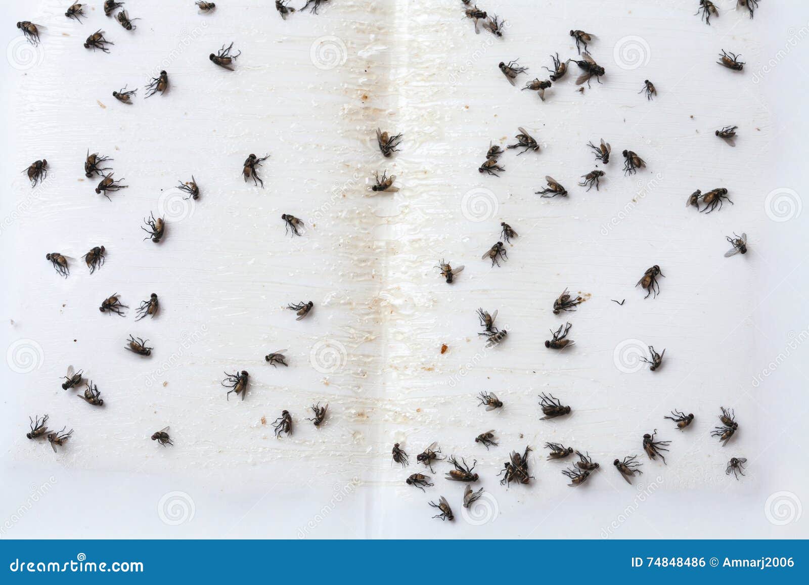 Flies Caught on White Sticky Fly Paper Stock Photo - Image of tool ...