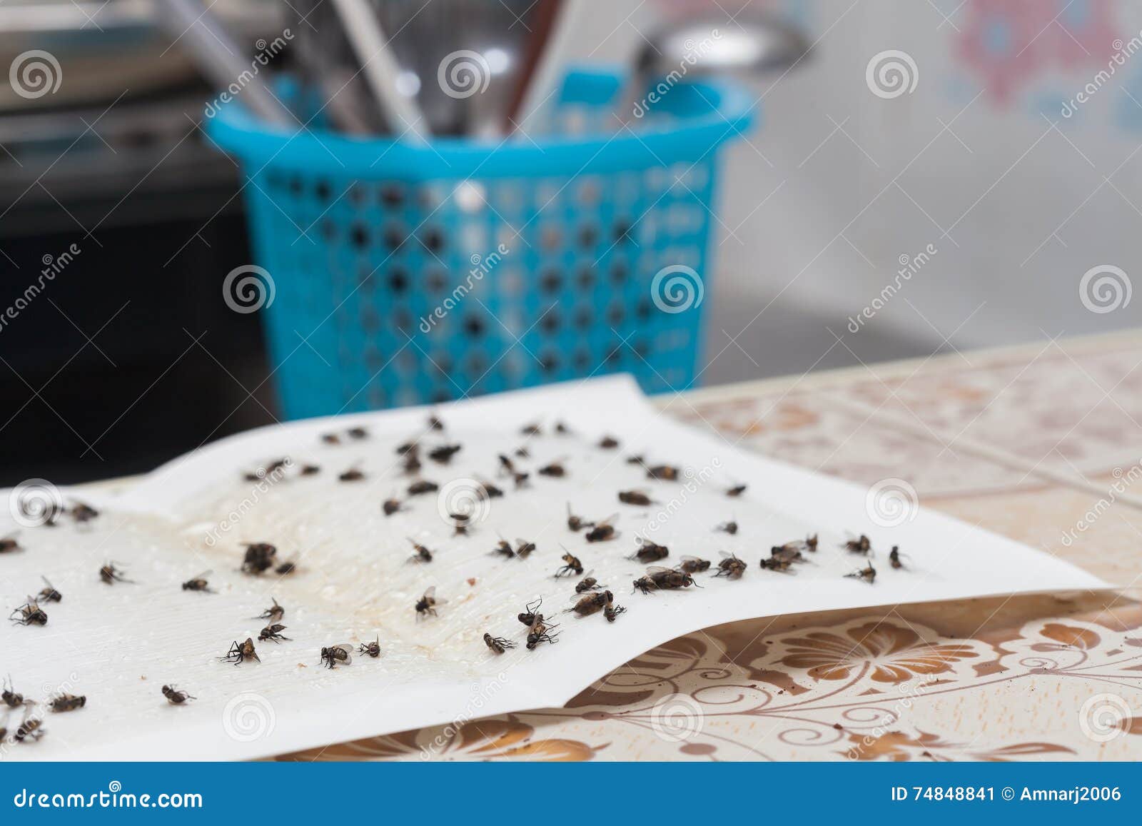 Flies Caught on White Sticky Fly Trap Stock Image - Image of display ...