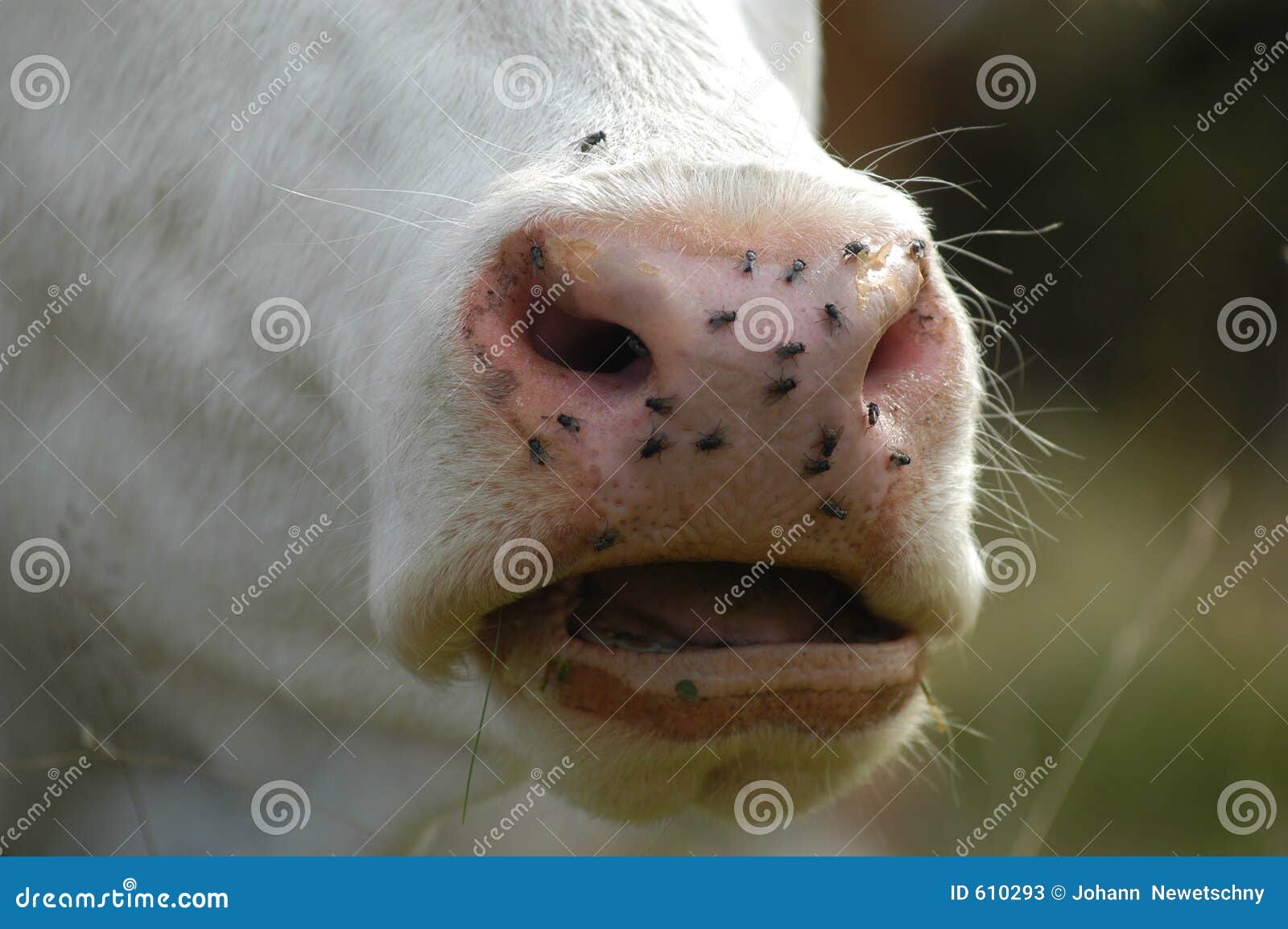 Flies on the cow stock image. Image of animal, hairs, nose - 610293