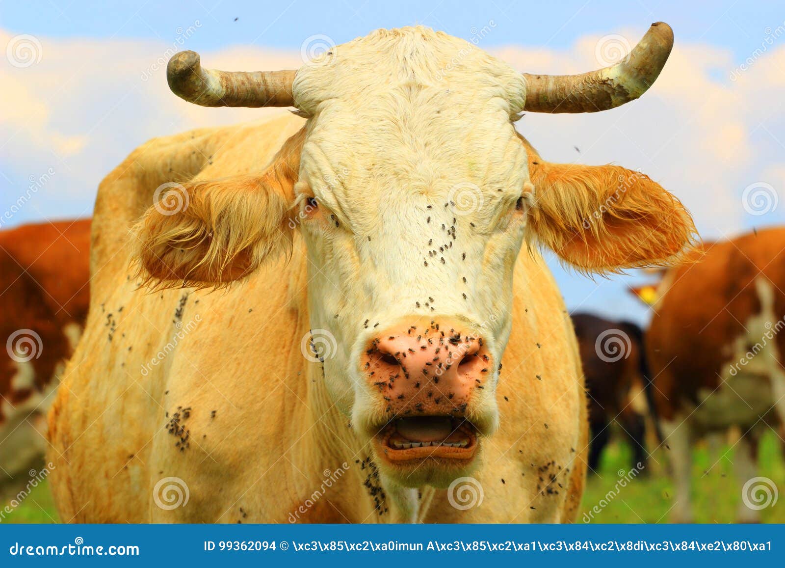 Flies on cow stock photo. Image of animals, animal, parasites - 99362094