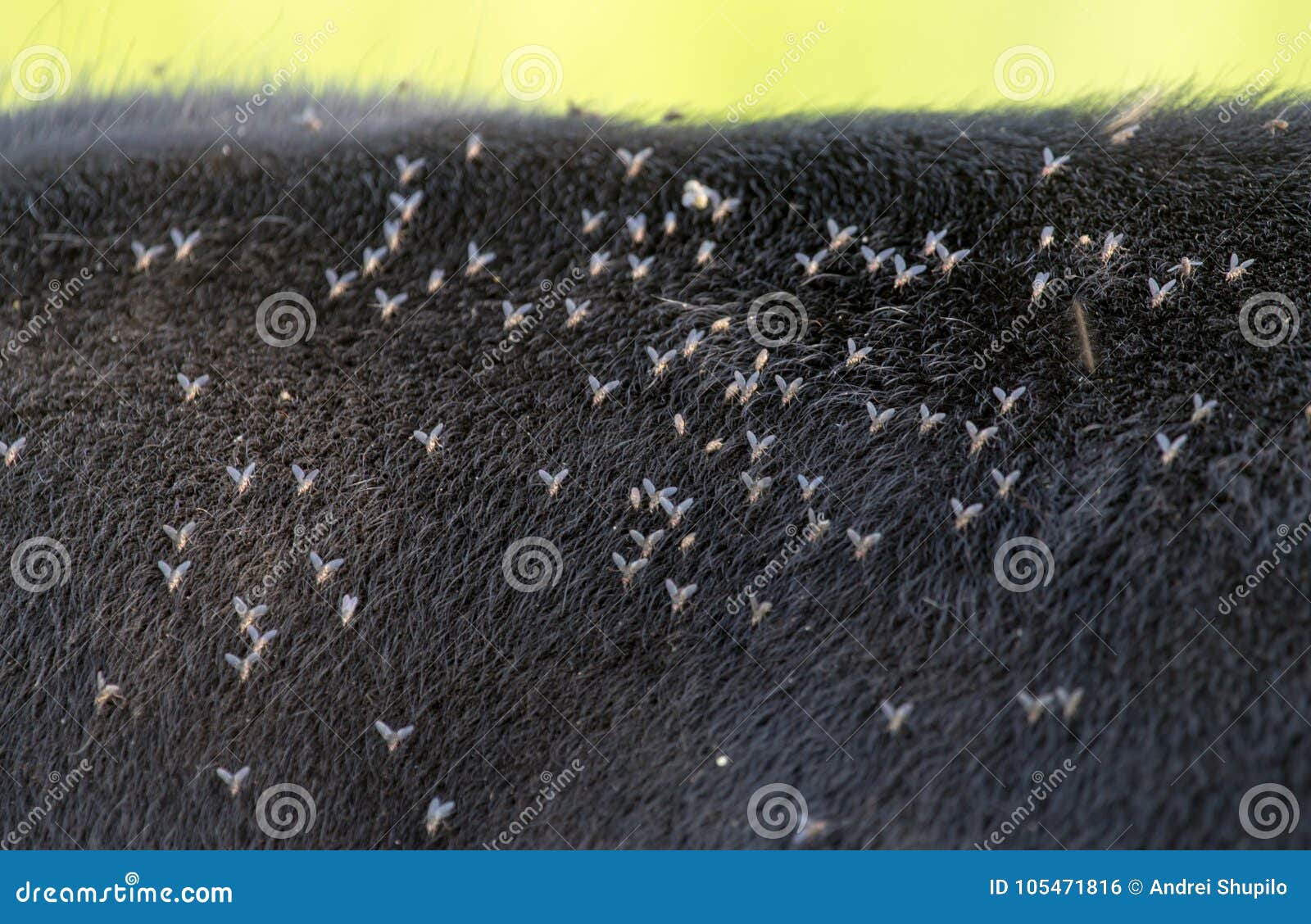 Flies on the cow stock photo. Image of biting, insect - 105471816