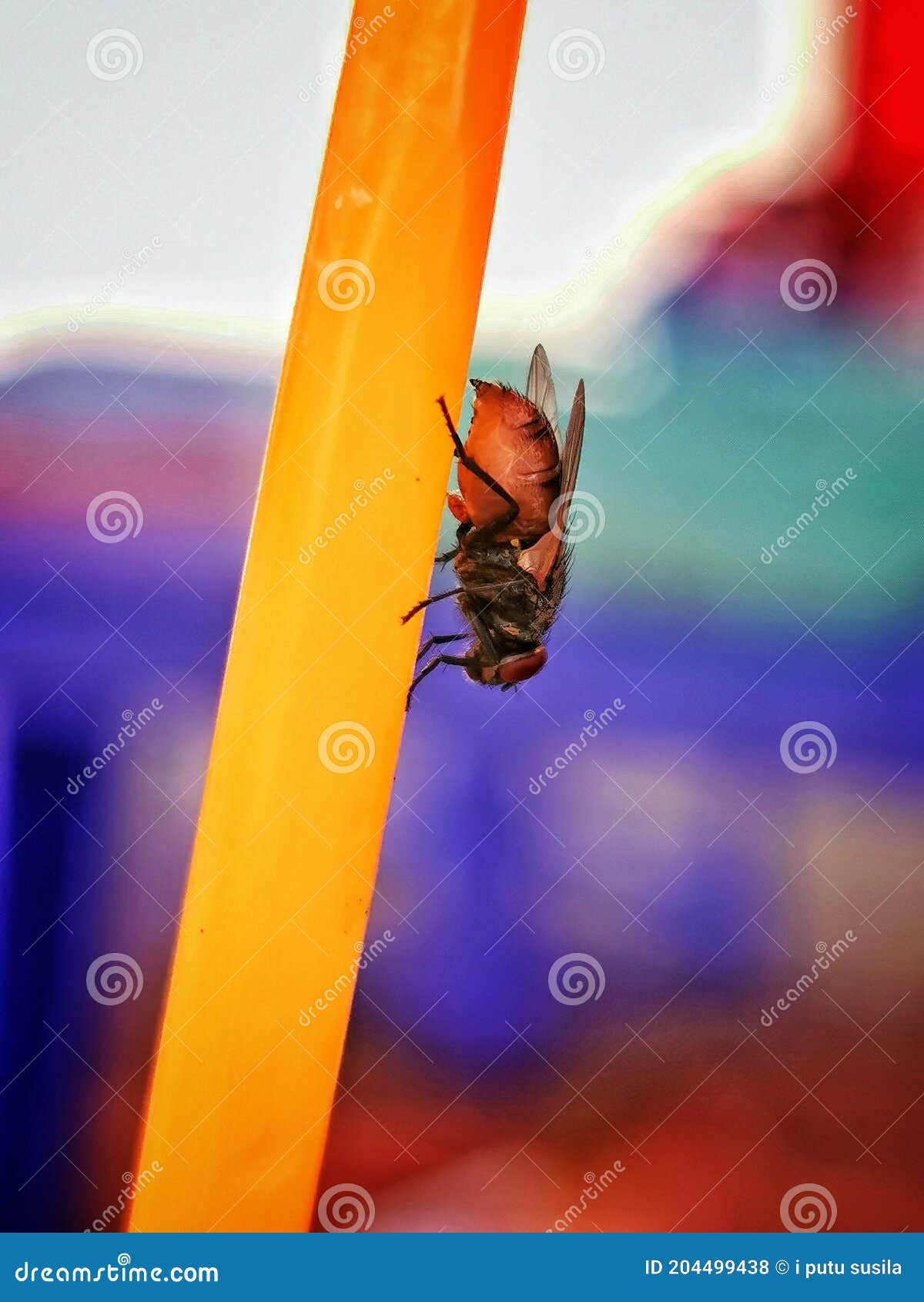 Flies dance on the straw stock photo. Image of yellow - 204499438
