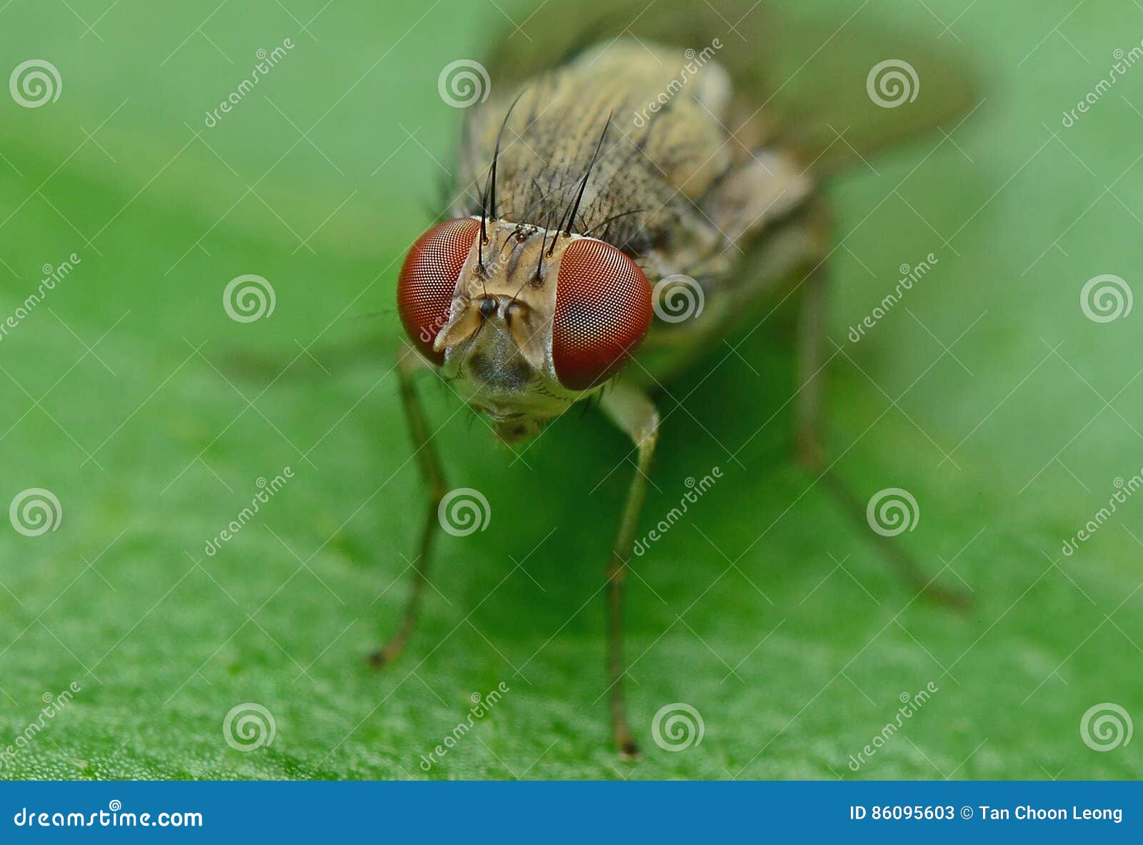 Flies stock image. Image of macro, small, isolate, single - 86095603