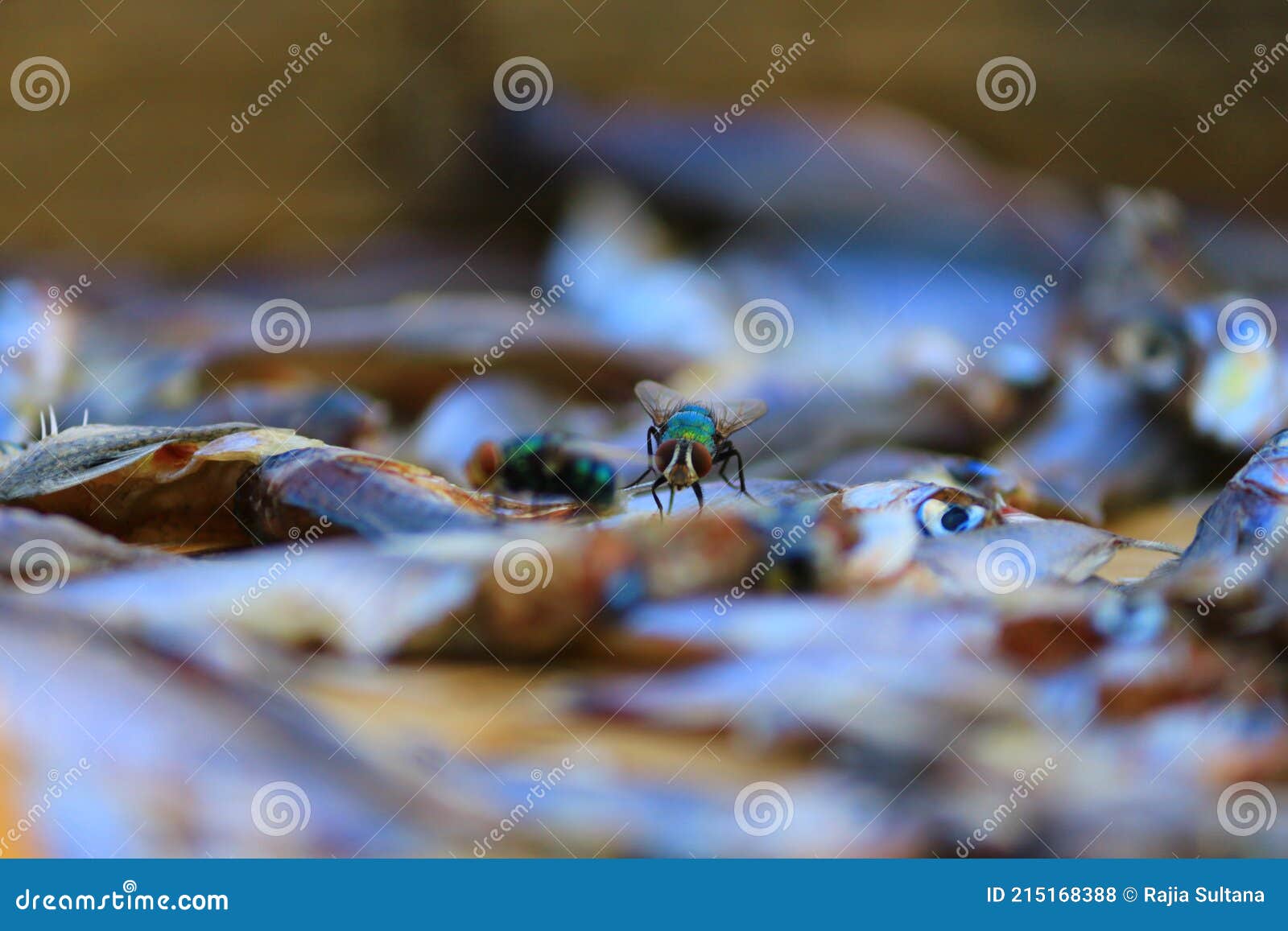 Flies in dried fish stock photo. Image of fish, environment - 215168388