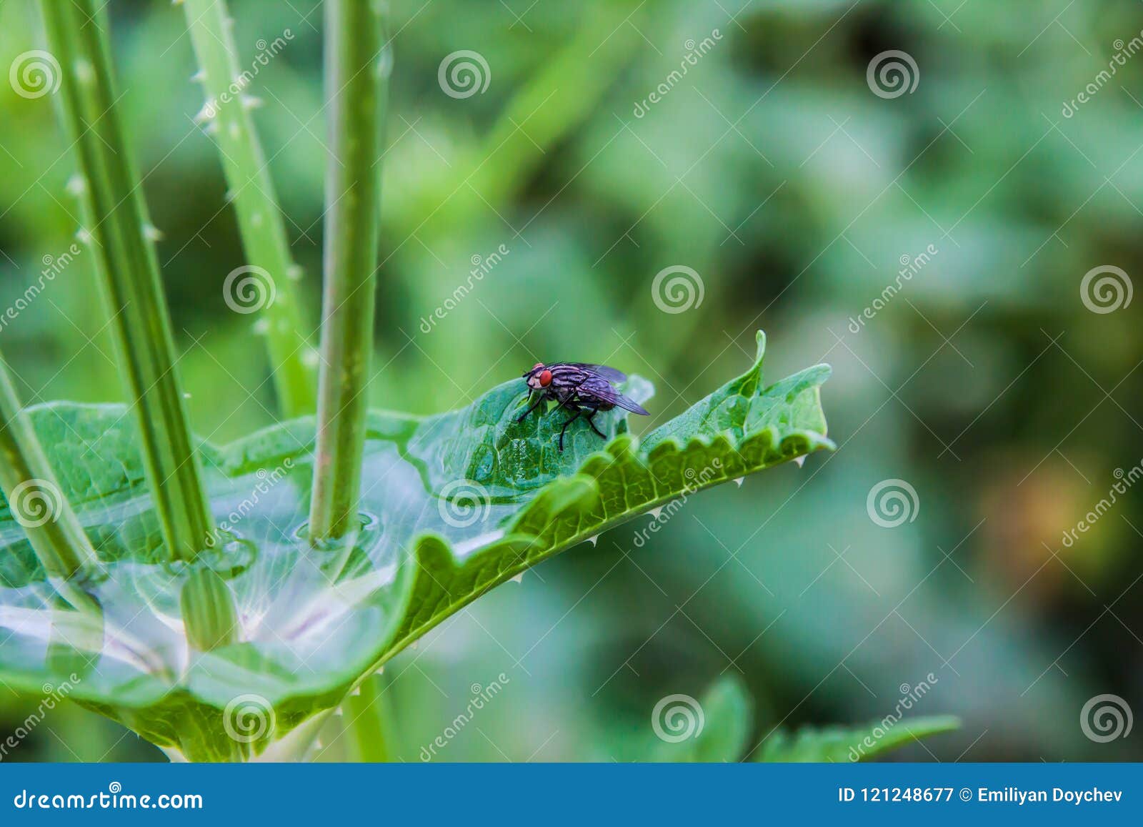 Flies drink water stock image. Image of animal, nature - 121248677