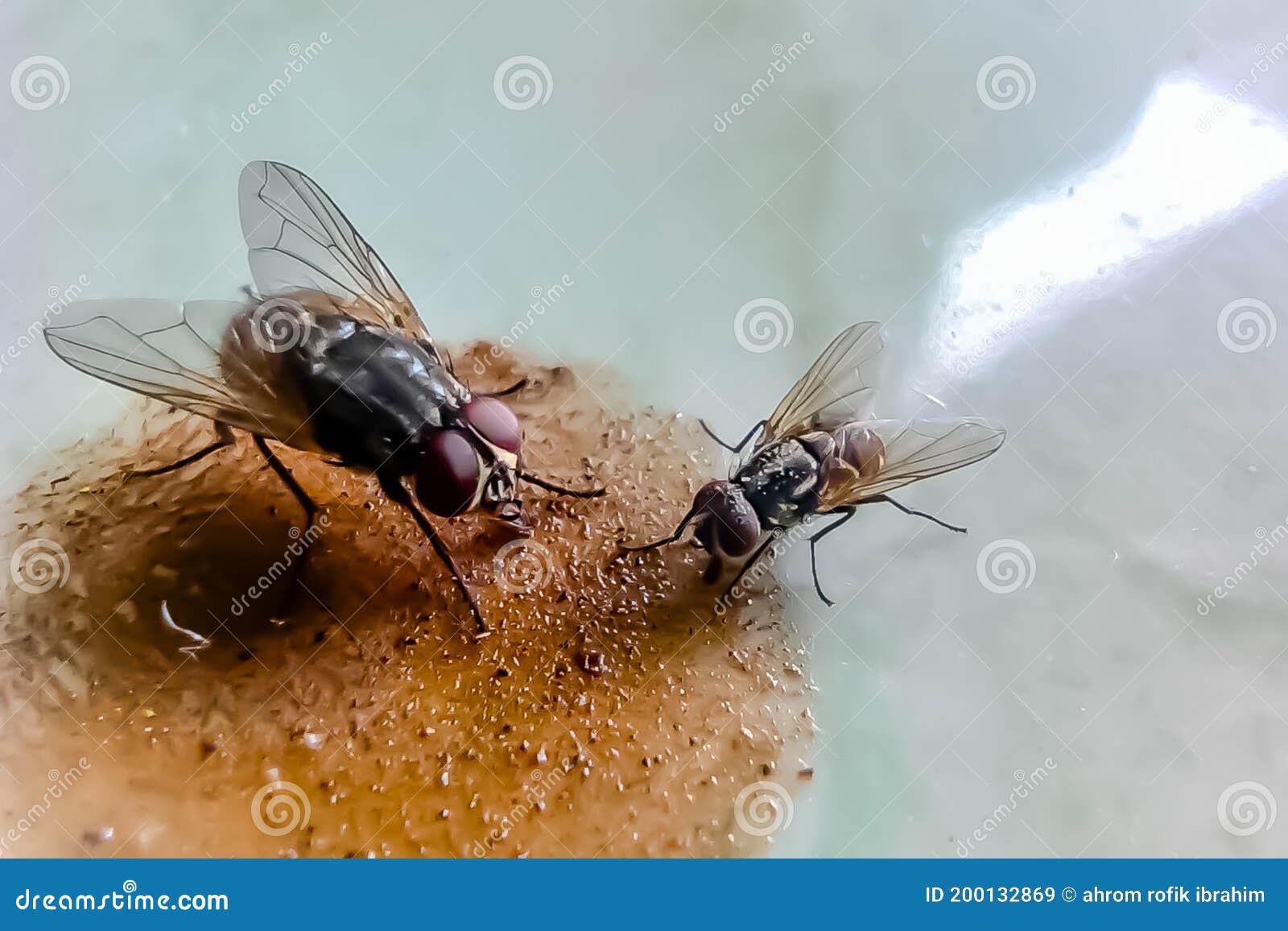 The Flies Drinking Spilled Coffee & X28;macro& X29; Stock Image - Image ...