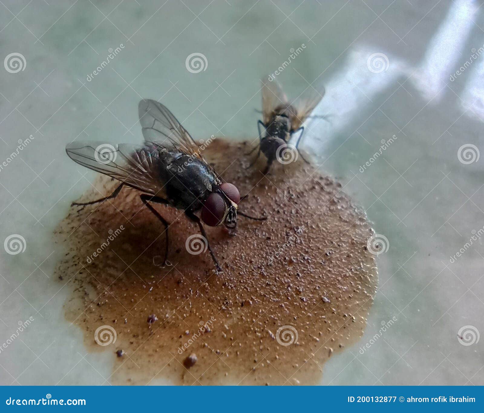 & X28;flies& X29; the Flies Drinking Spilled Coffee & X28;macro& X29 ...