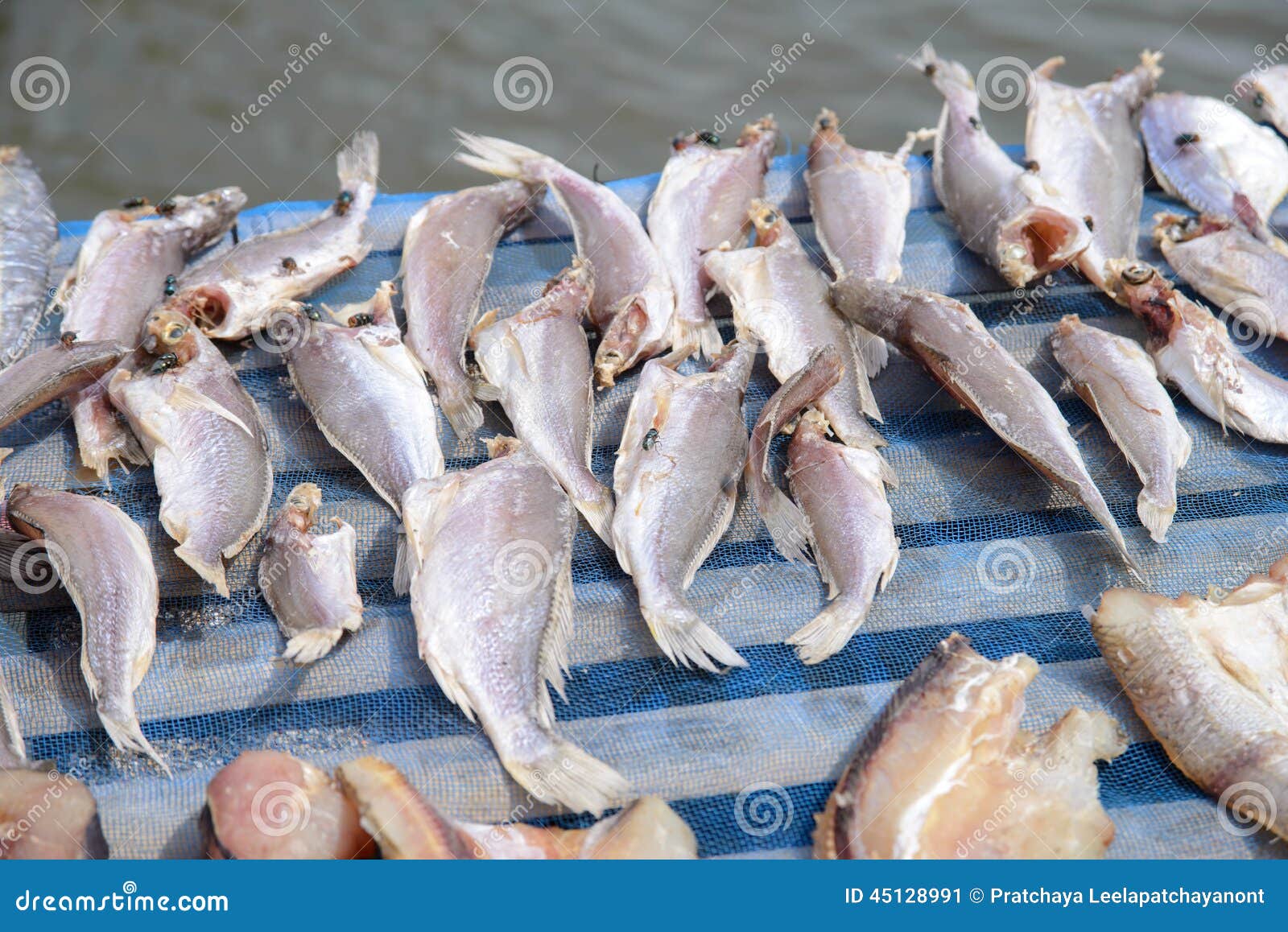 Flies on drying fish stock image. Image of eating, health - 45128991