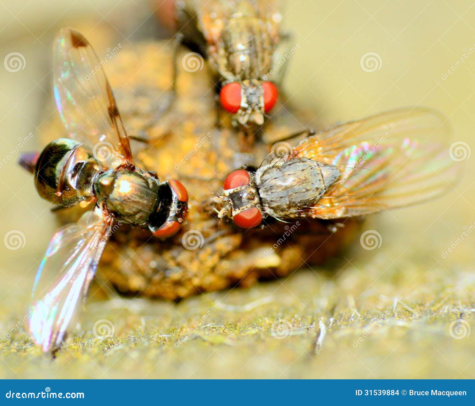 Flies on a Dung Ball stock photo. Image of housefly, insect - 31539884
