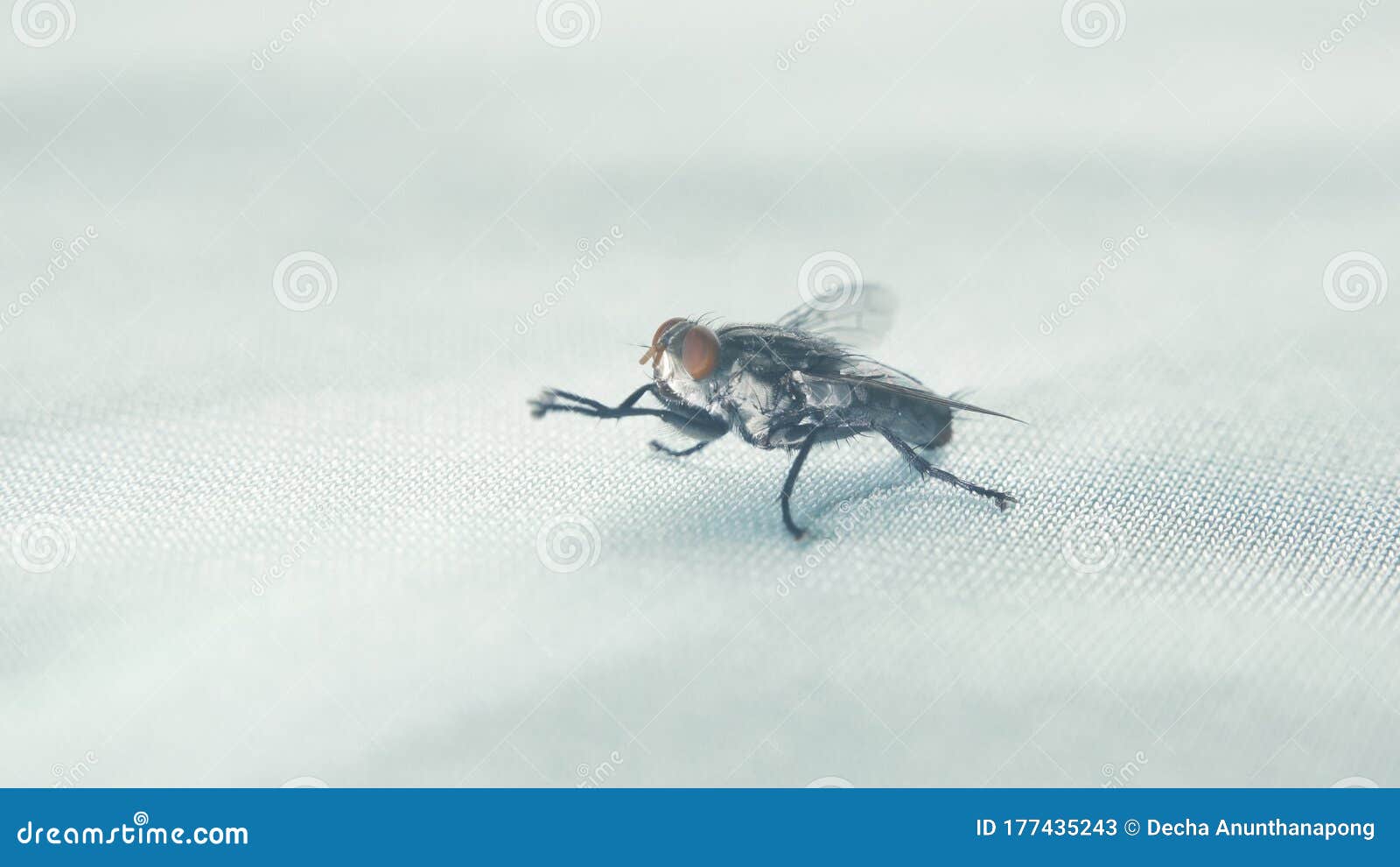 Flies on the fabric floor stock video. Video of invertebrate - 177435243