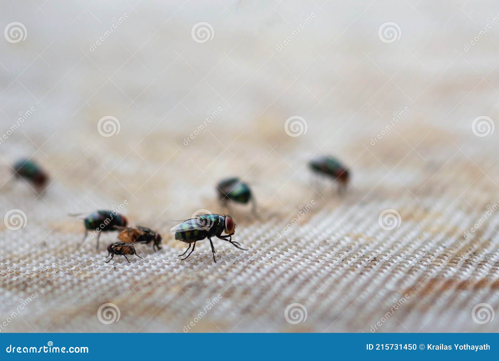 The Flies are Feeding on the Rest of the Food Stock Photo - Image of ...