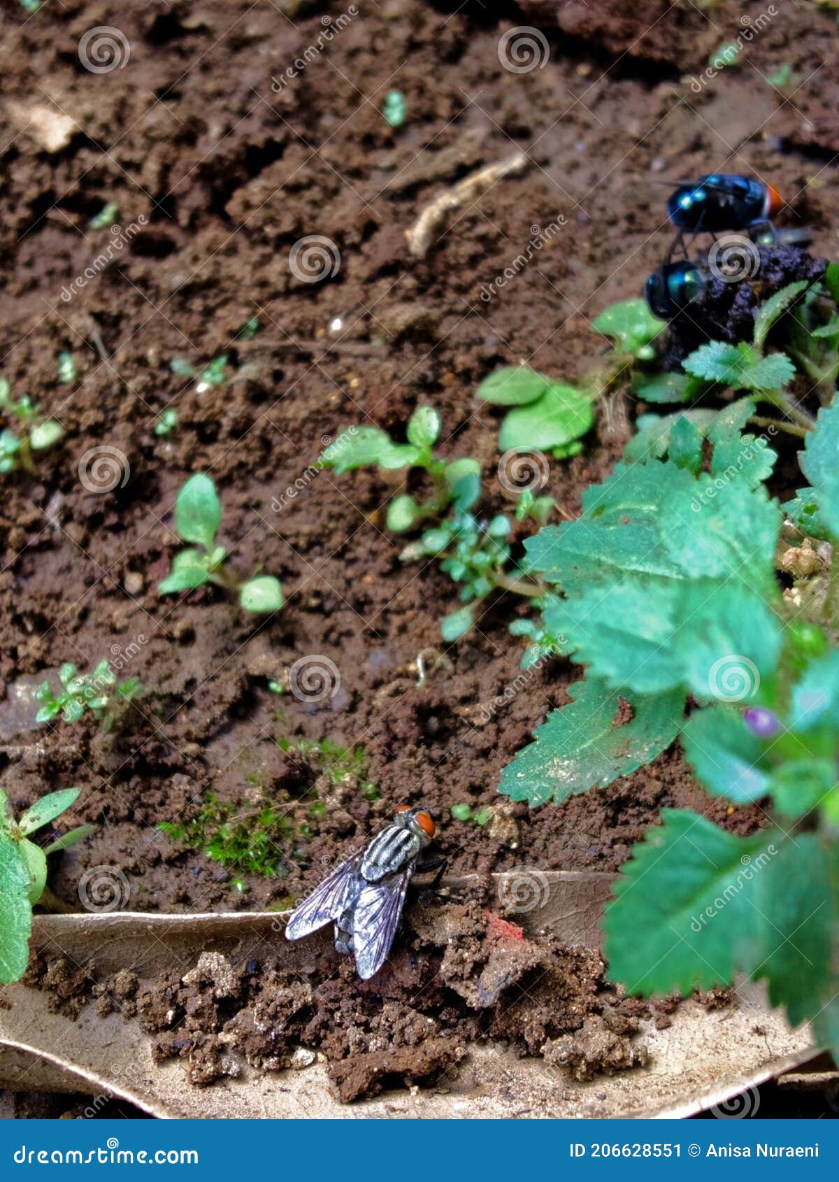 Flies stock image. Image of herb, soil, flower, plant - 206628551