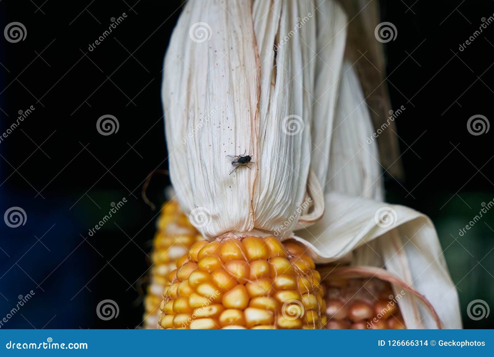The Flies or Fly are Eating Corn, Close-up Stock Photo - Image of sweet ...