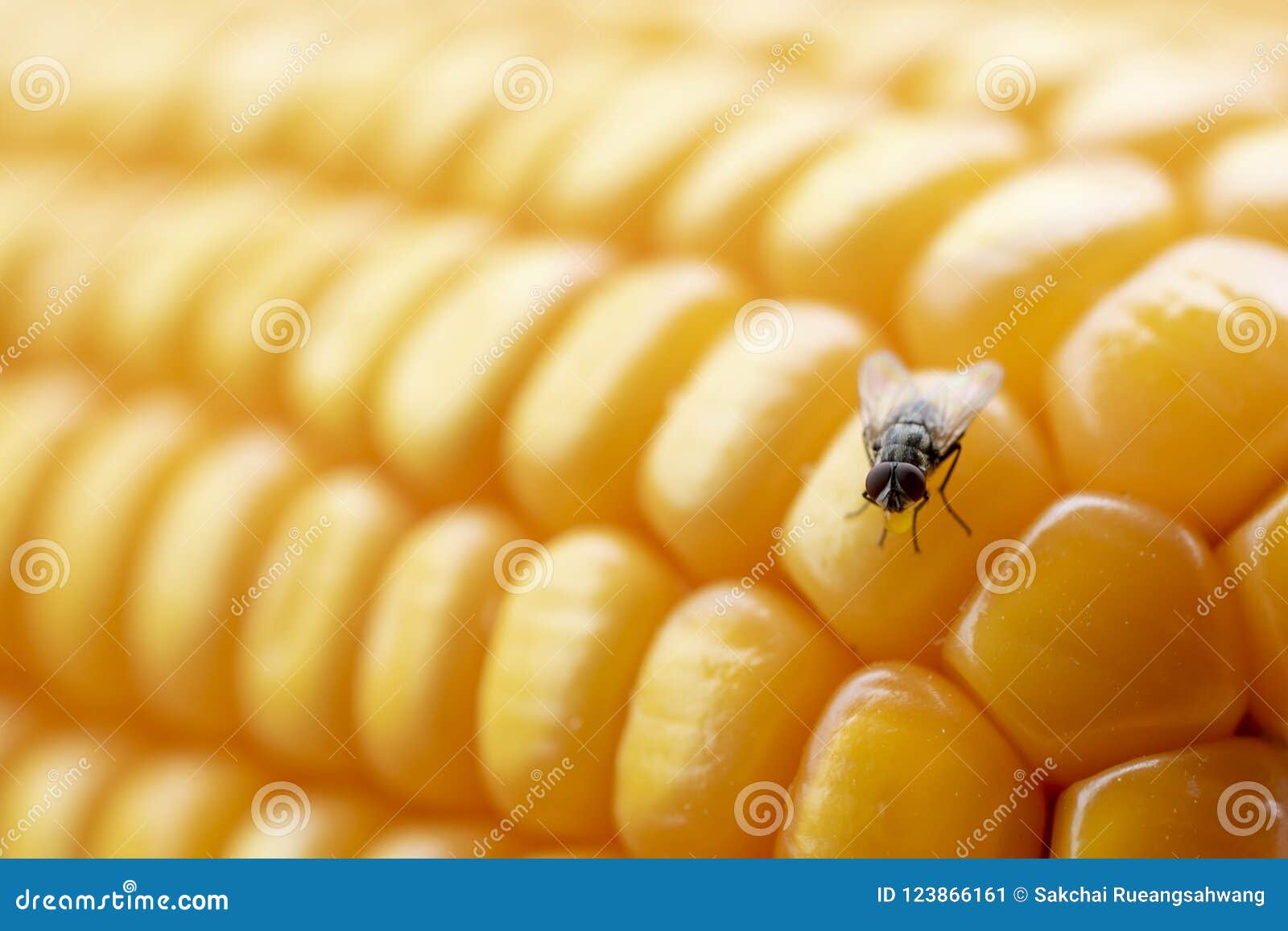 Royalty Free Images, Cartoons, Illustrations And Photos Designed By ...