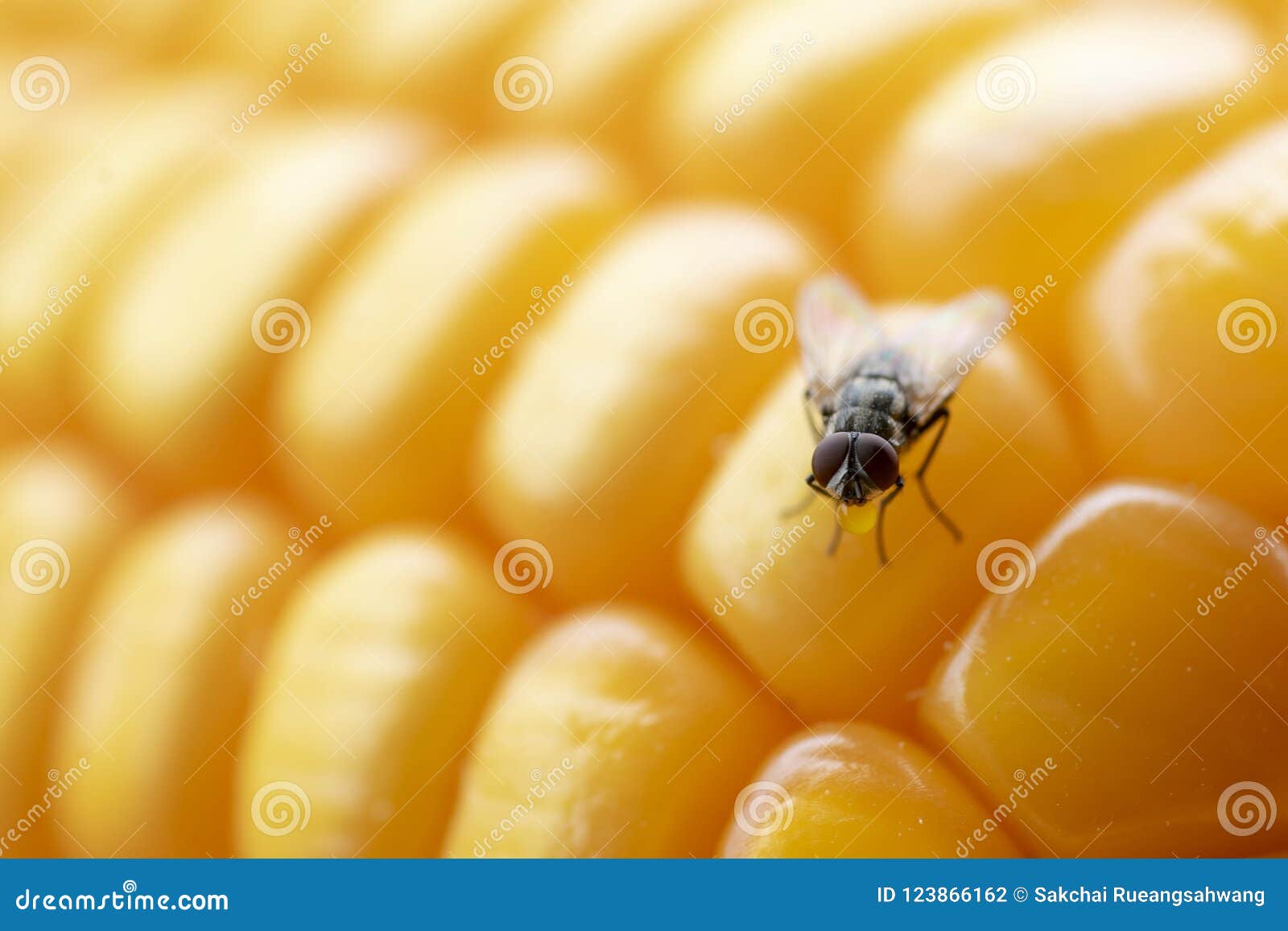 The Flies or Fly are Eating Corn. Stock Photo - Image of detail, curled ...
