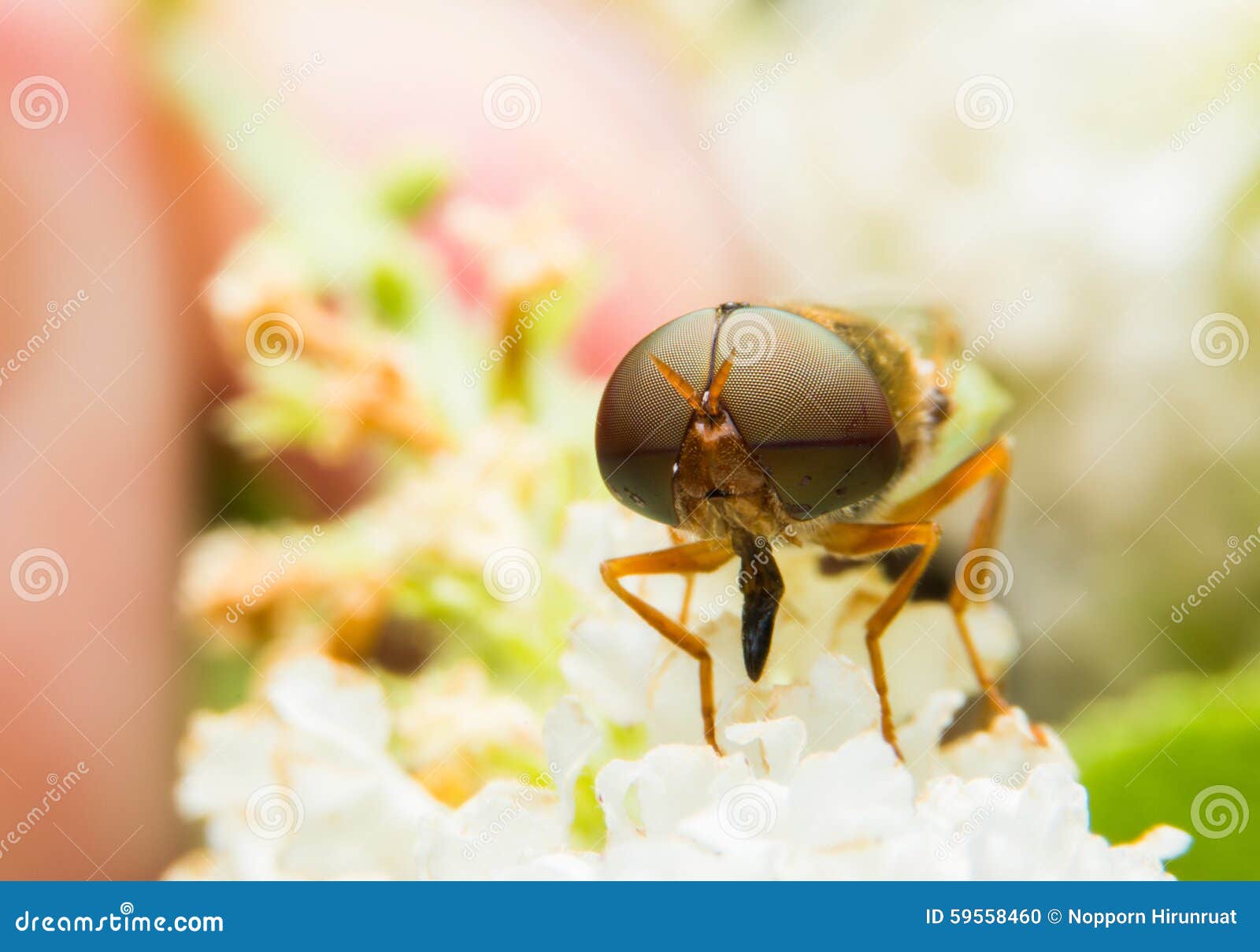Flies/fruit fly stock photo. Image of animal, insects - 59558460