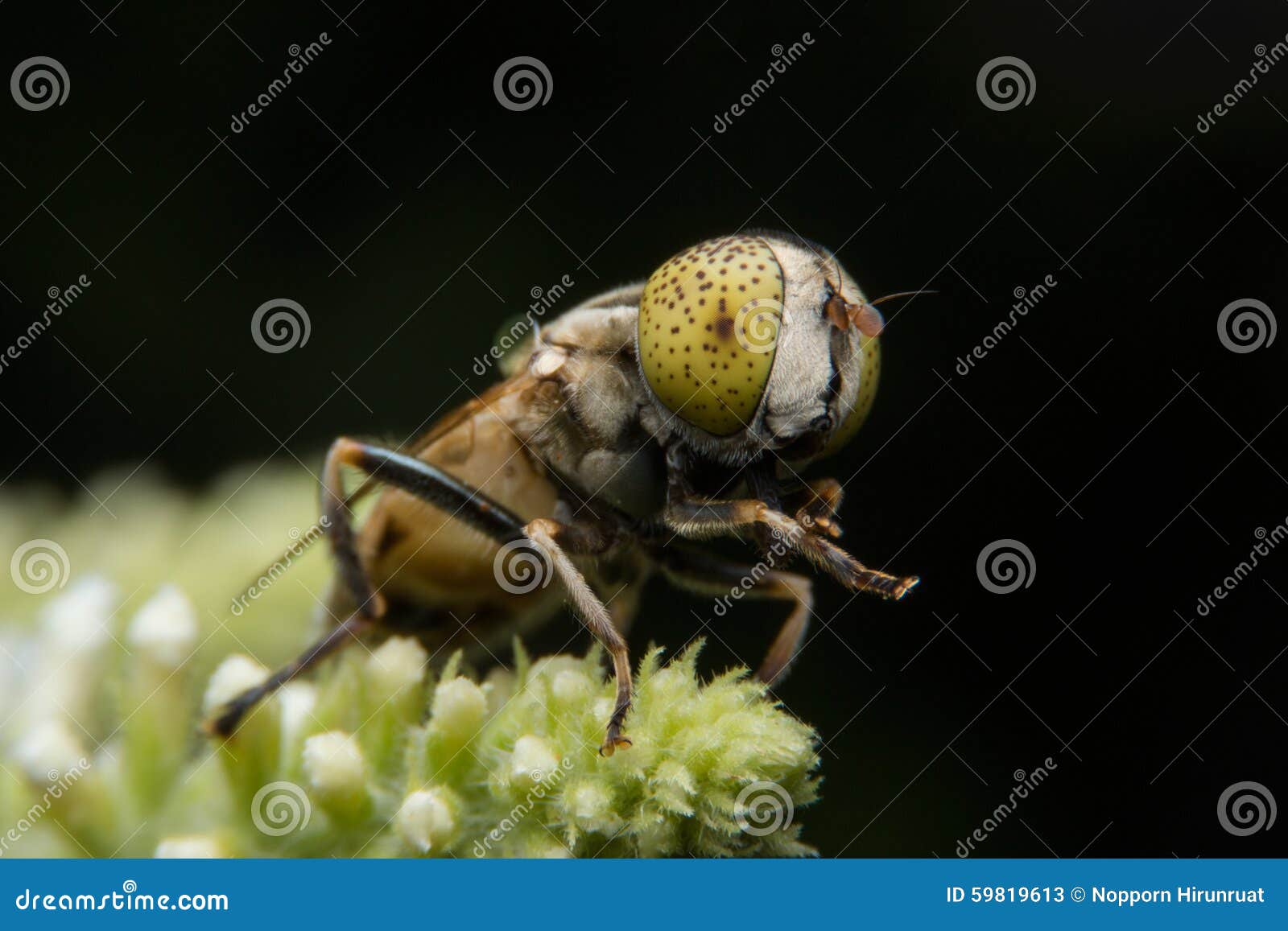 Flies / fruit fly stock image. Image of animal, hunny - 59819613