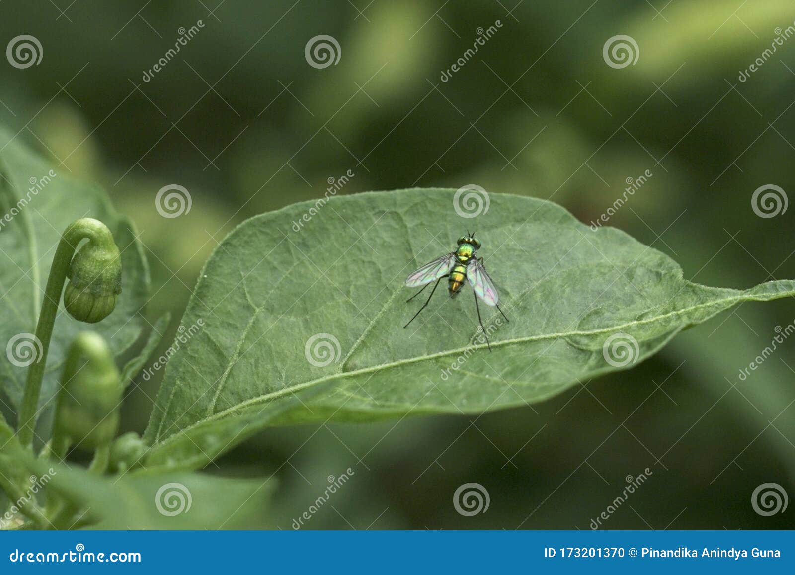 Flies . stock photo. Image of macro, insect, closeup - 173201370