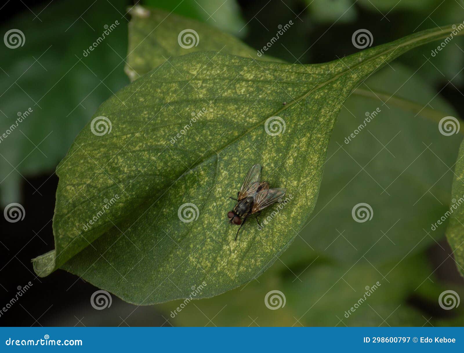 Flies on Green Leaves with Beautiful Leaf Texture Stock Image - Image ...