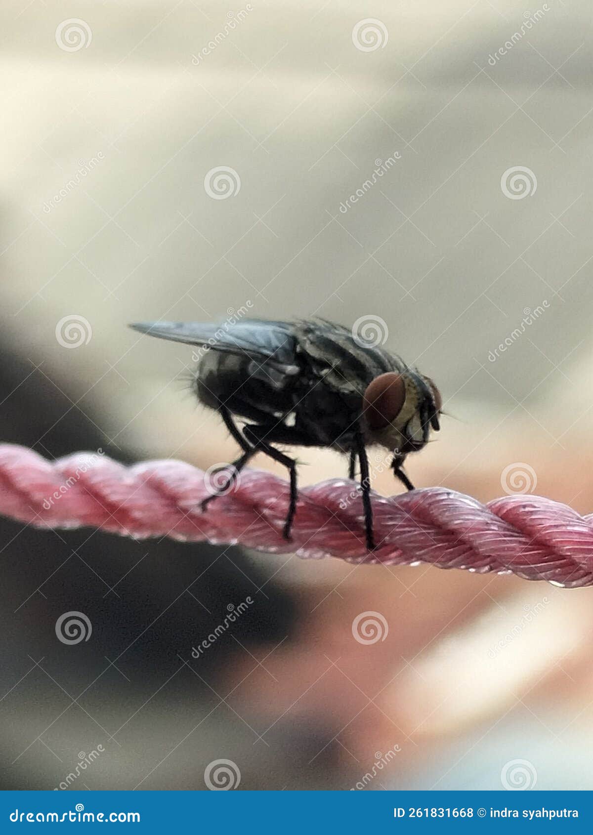 Flies are hanging out stock photo. Image of beetle, wing - 261831668