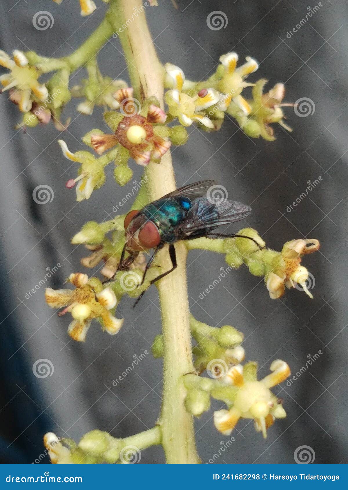 And Flies Help the Fertilization Process of Mango Plants... this is a ...