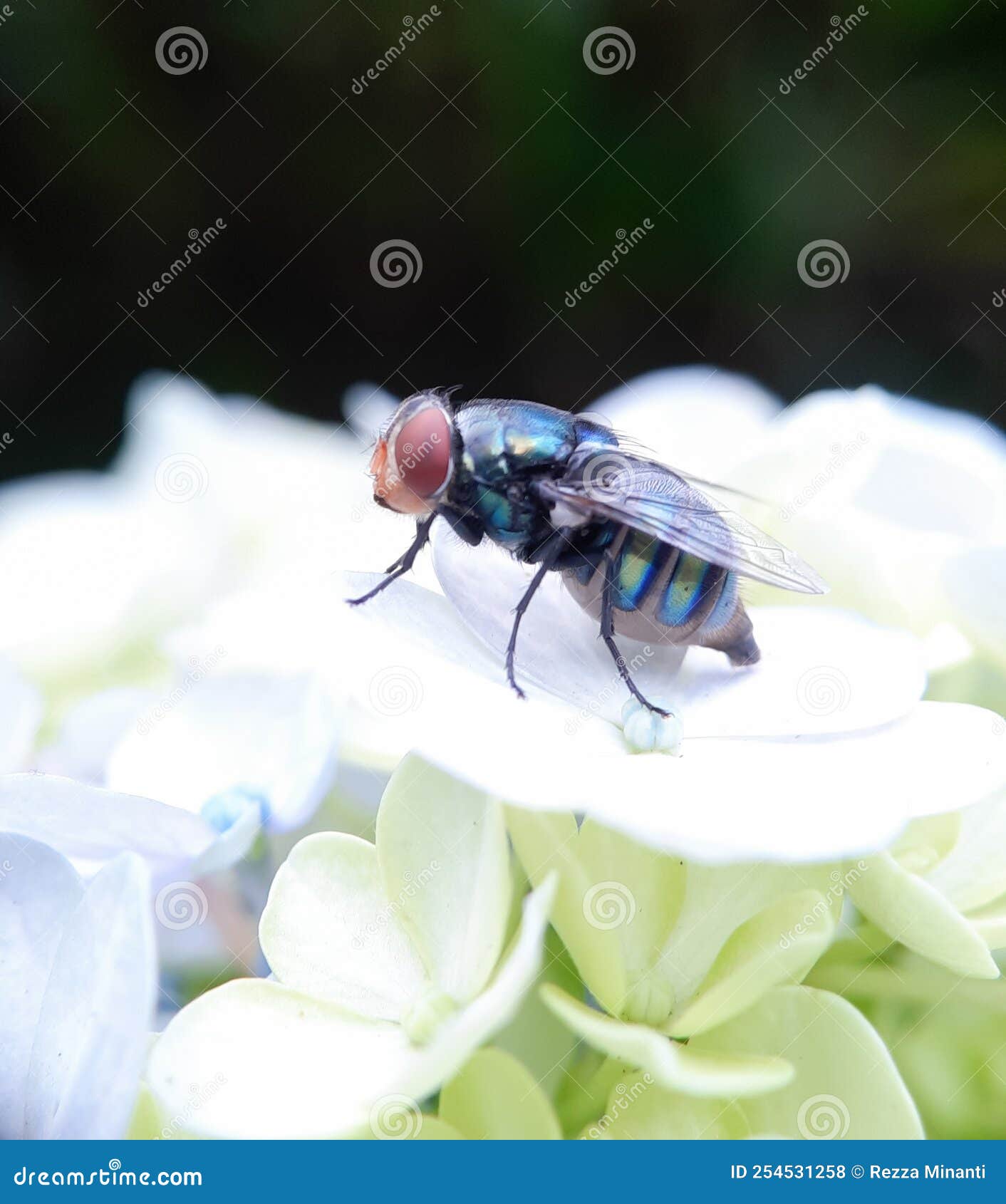 Flies that are on Hydrangea Flowers in Search of Food. Stock Photo ...
