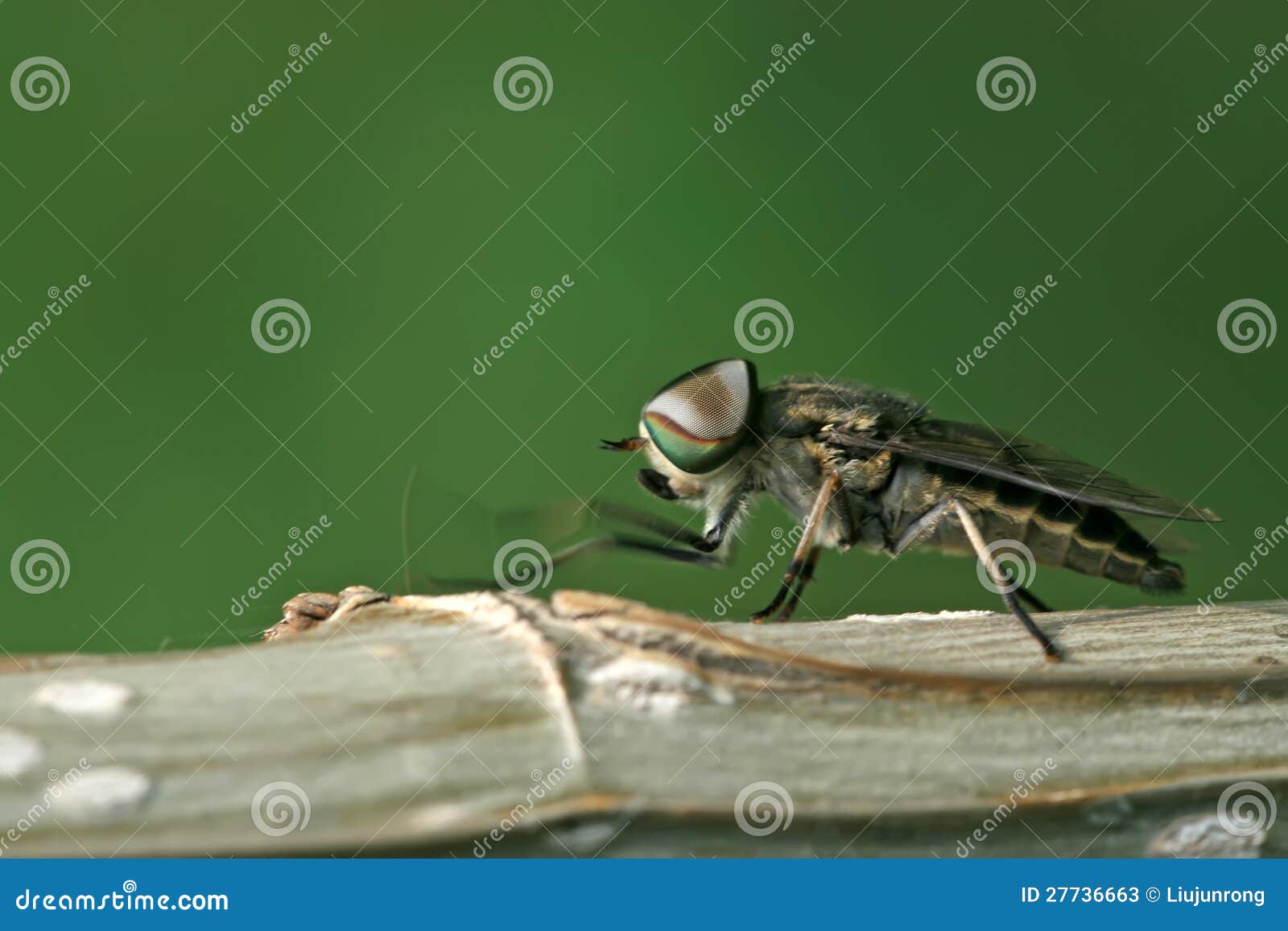 Flies insects stock image. Image of plants, insects, natural - 27736663