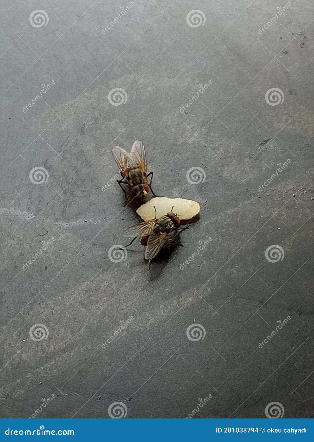 Flies stock photo. Image of animals, wildlife, rodents - 201038794