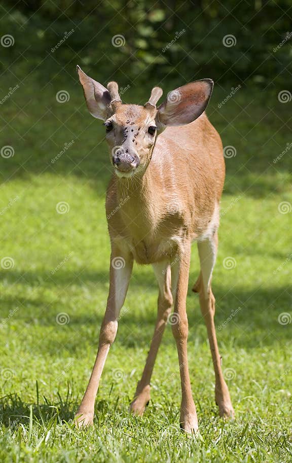 Flies on its nose stock image. Image of male, insect - 14825203