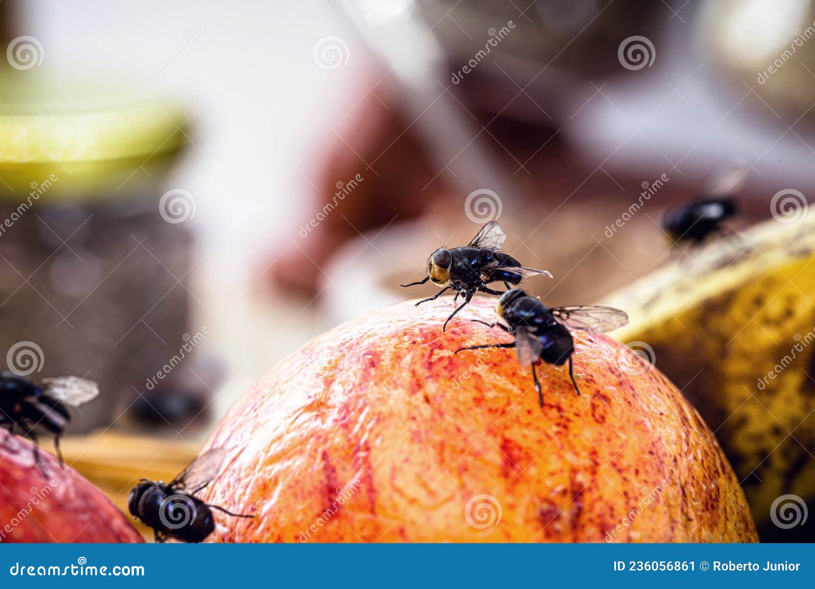 Flies in the Kitchen on Spoiling Fruit, Poor Hygiene Indoors Stock ...