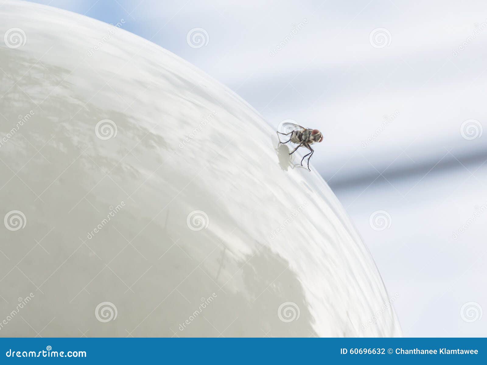 Flies on the lamp stock photo. Image of nature, wing - 60696632