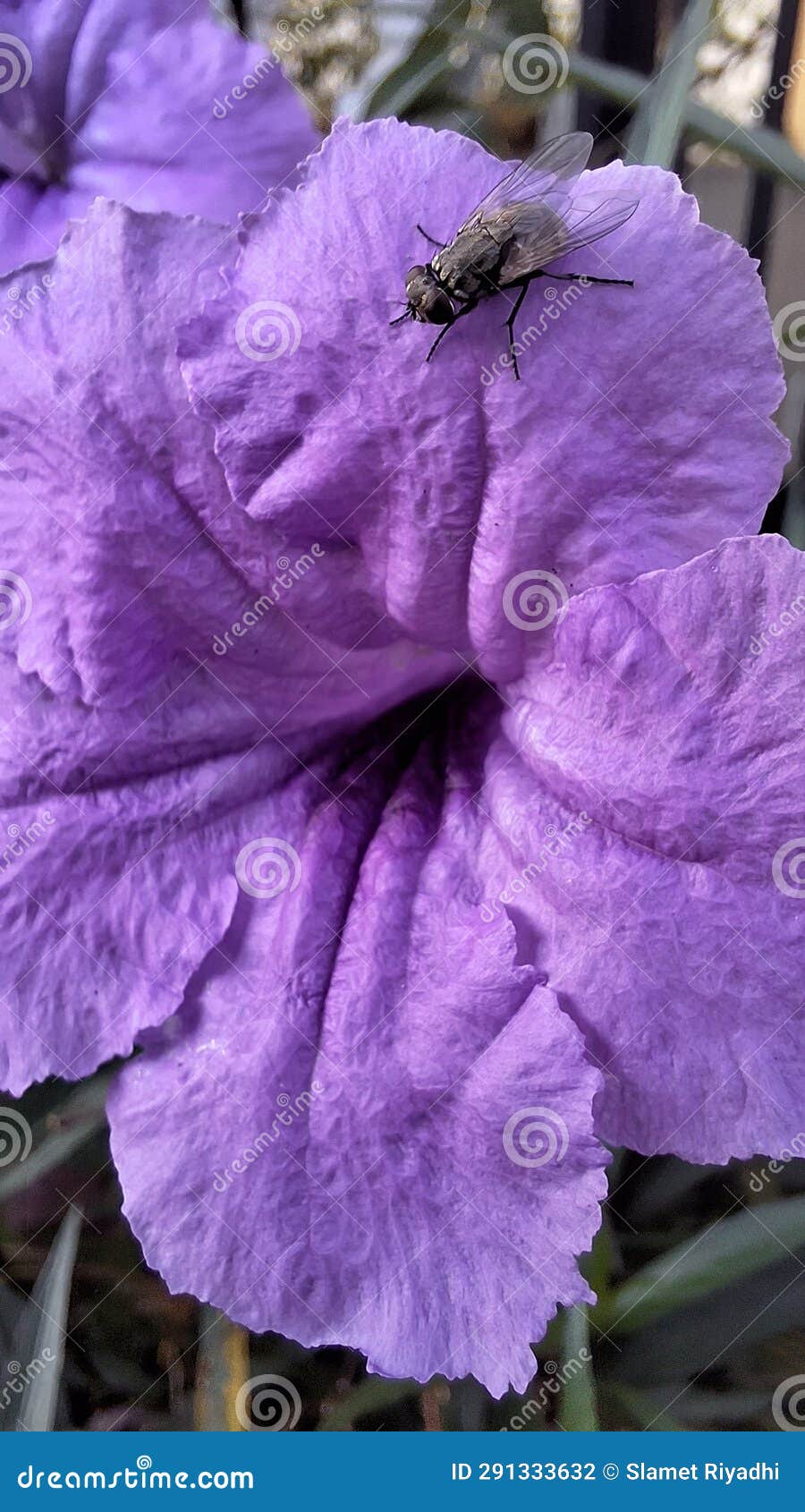 Flies Landed on Beautiful Purple Flowers Stock Photo - Image of bloom ...