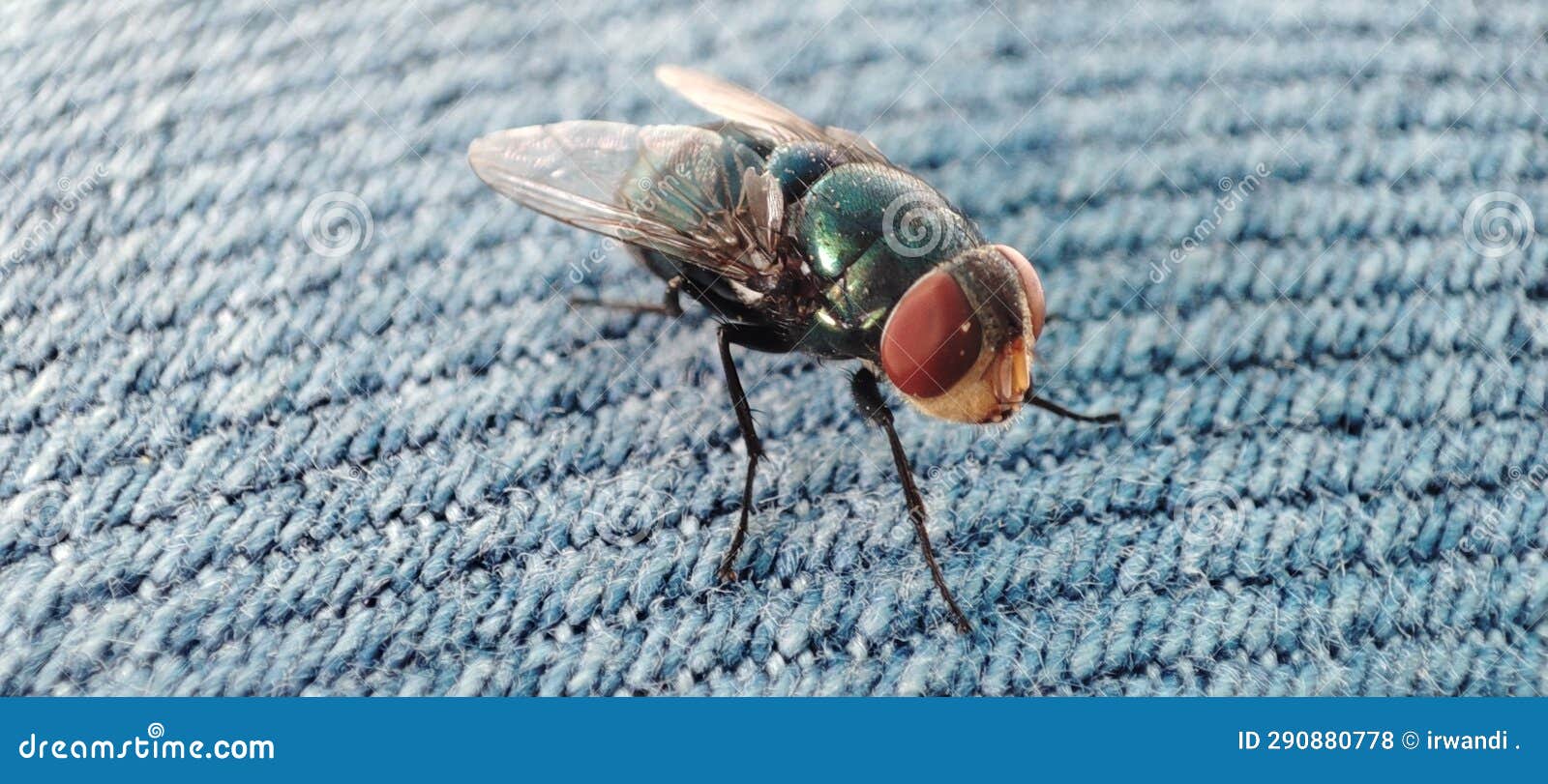 Flies landing on jeans stock photo. Image of flies, insects - 290880778
