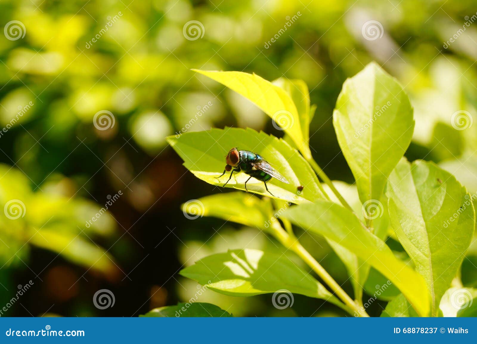 Flies on the leaves stock image. Image of lying, trees - 68878237