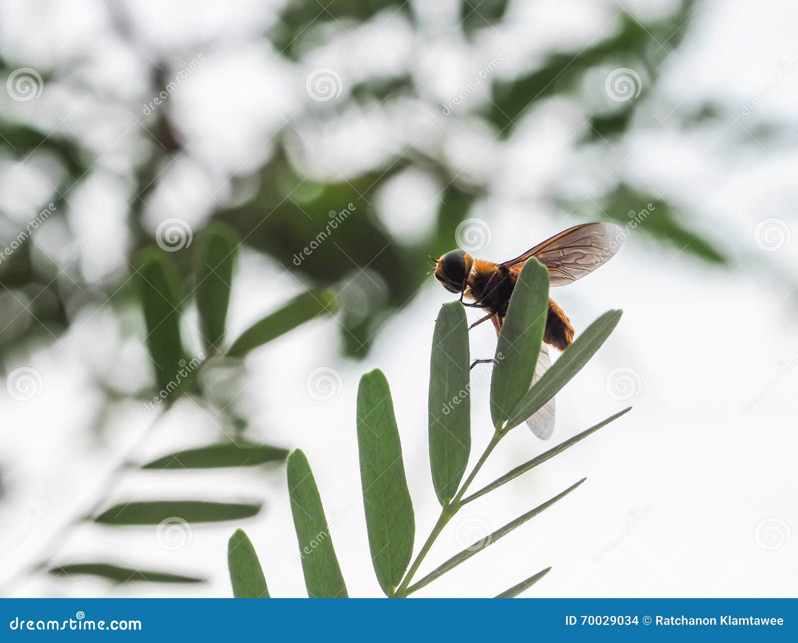 Flies on leaves stock photo. Image of close, nature, brown - 70029034