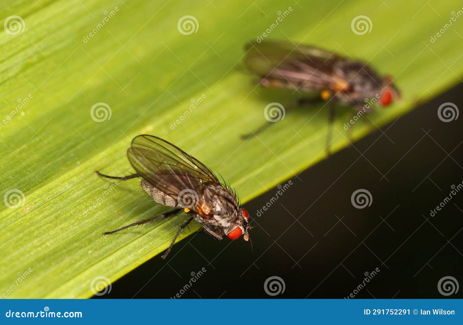 Flies Looking Over the Edge of a Leaf Stock Image - Image of background ...